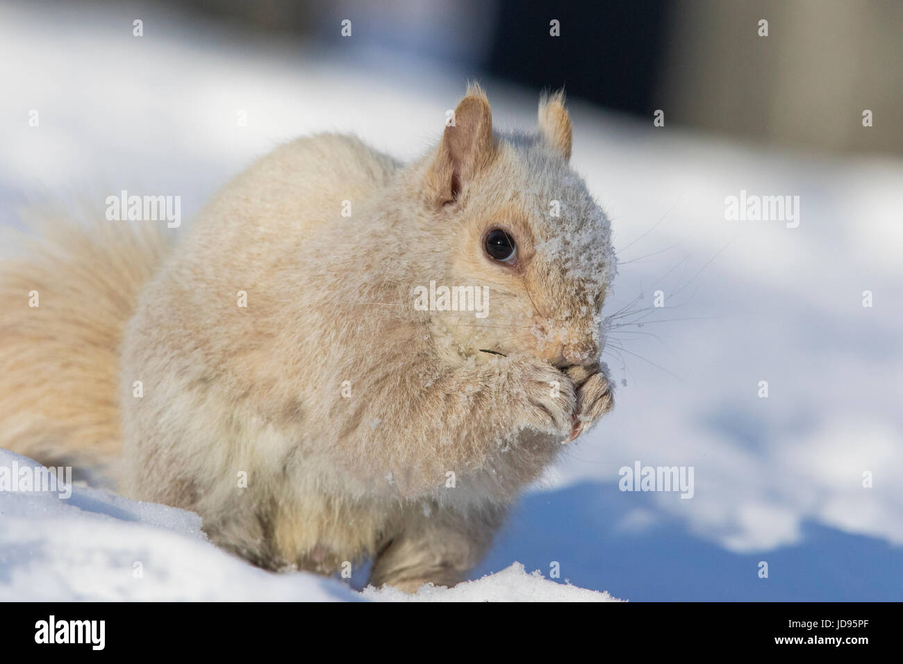 Leucistic squirrel hi-res stock photography and images - Alamy