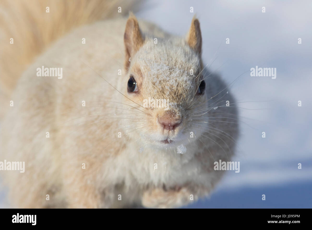 Albino squirrel beautiful hi-res stock photography and images - Alamy