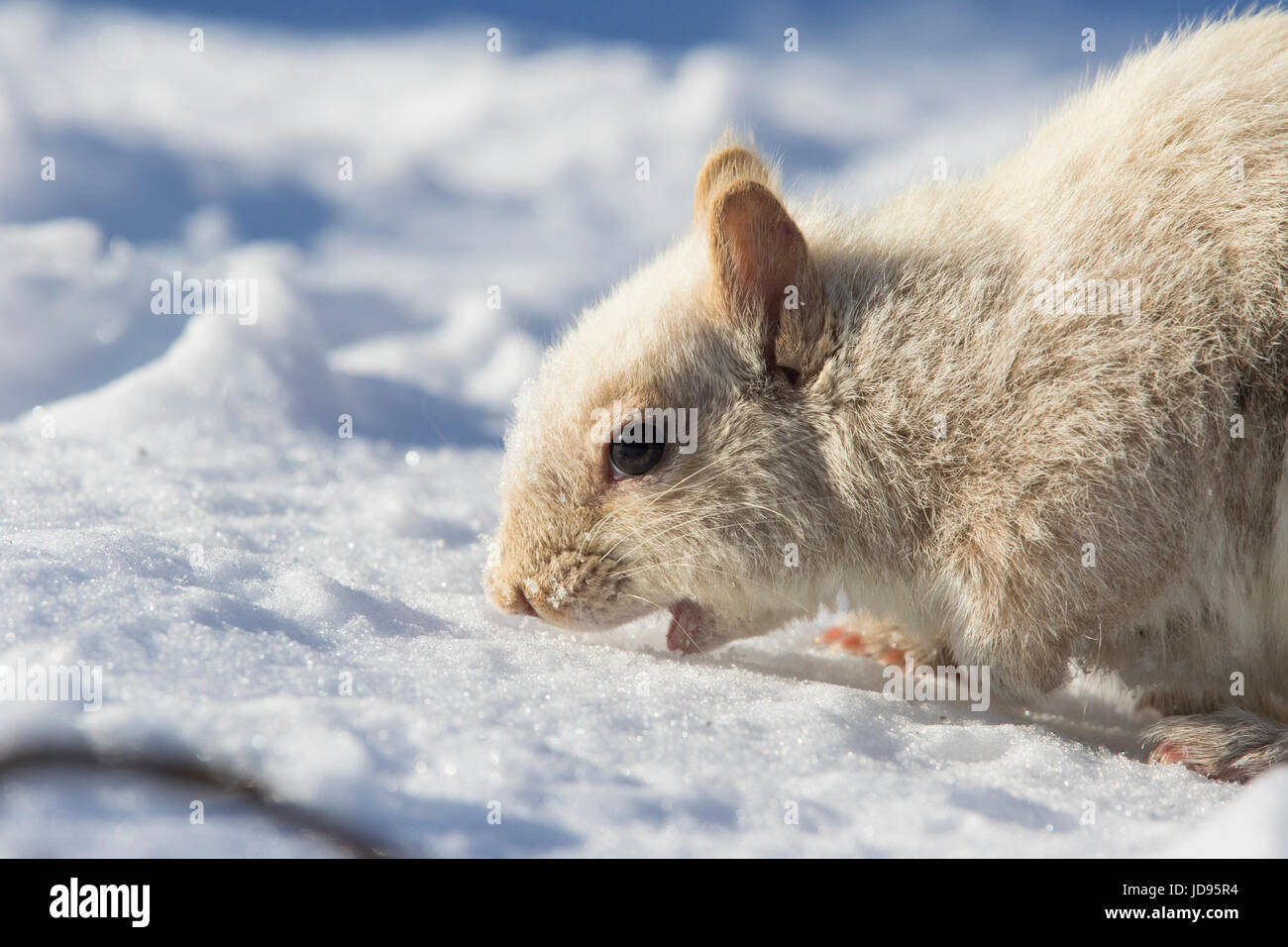 Leucistic squirrel hi-res stock photography and images - Alamy