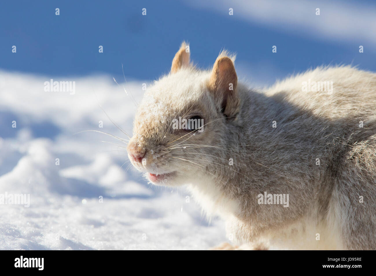 Leucistic Squirrel High Resolution Stock Photography and Images - Alamy