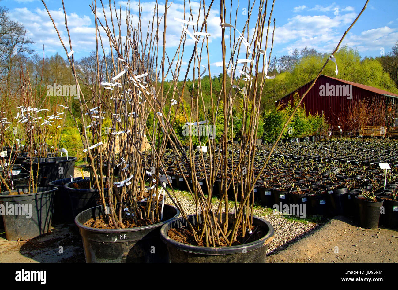young trees in the garden in the spring Stock Photo - Alamy