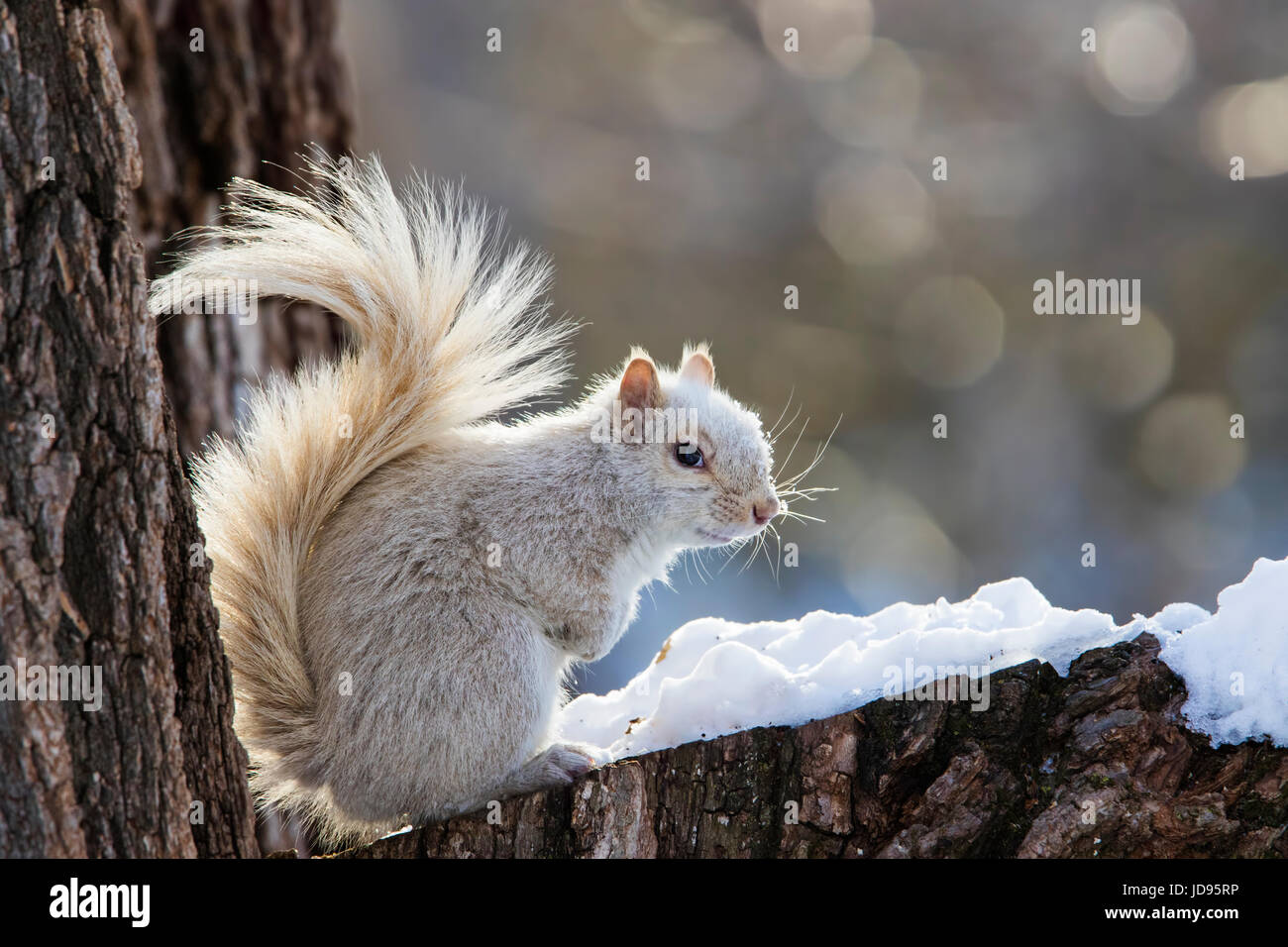 Leucistic squirrel hi-res stock photography and images - Alamy
