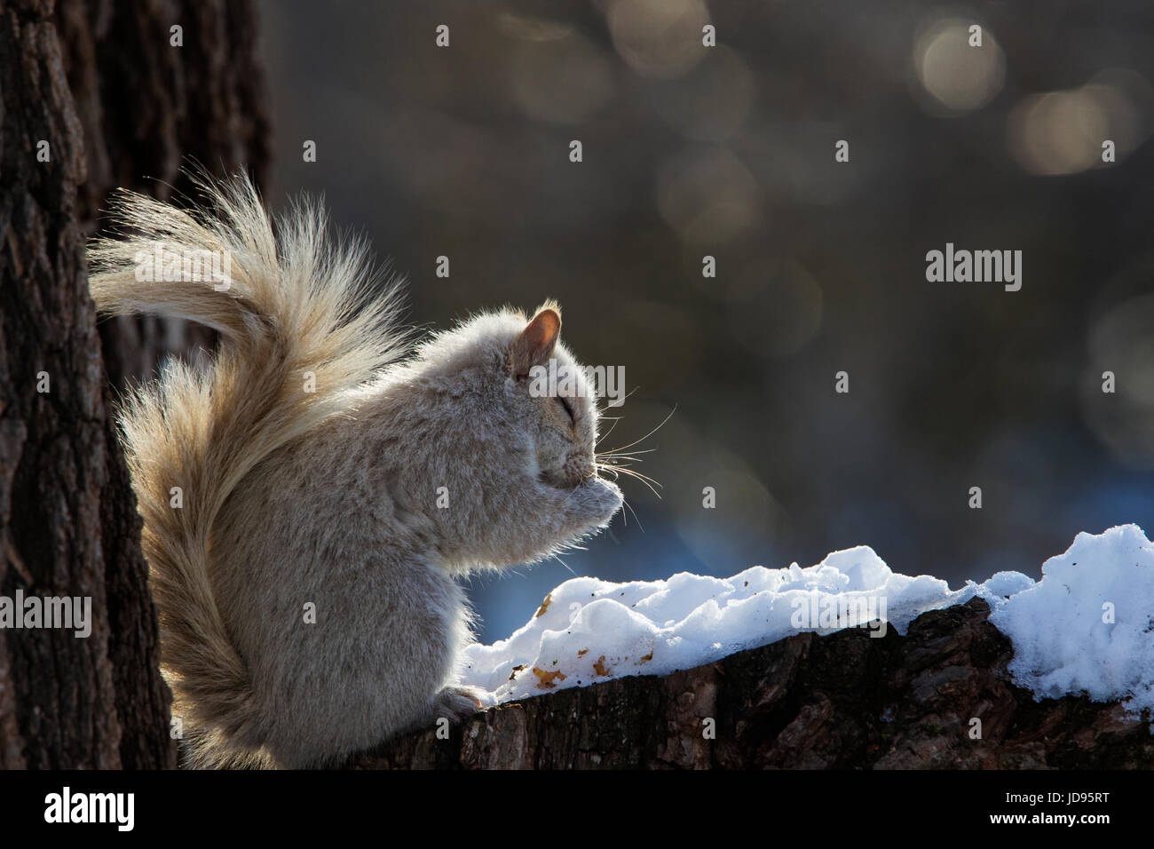 Leucistic Squirrel High Resolution Stock Photography and Images - Alamy