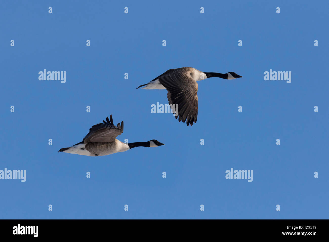 Spring goose hi-res stock photography and images - Alamy