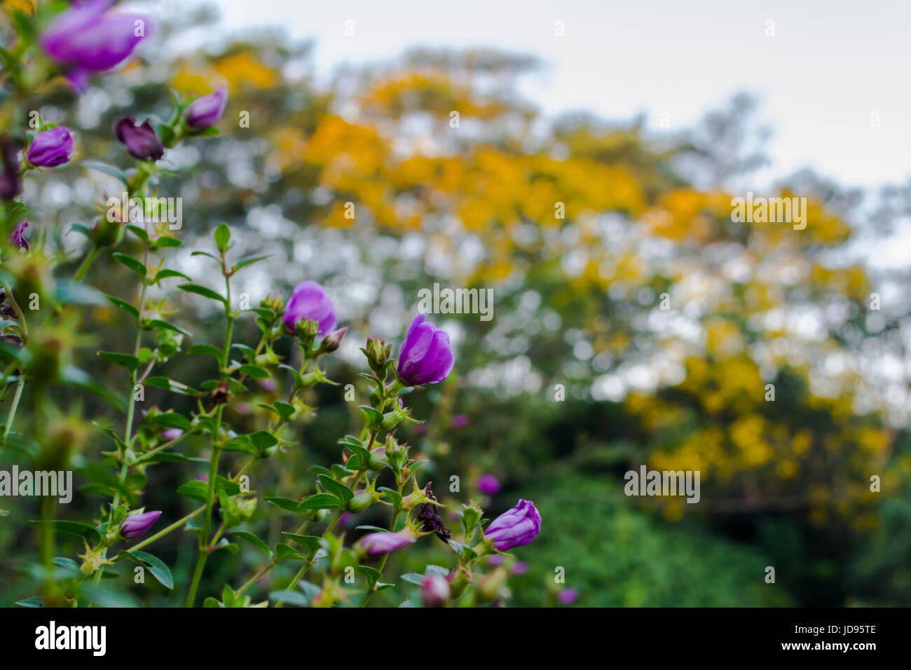 Vegetacao da amazonia hi-res stock photography and images - Alamy