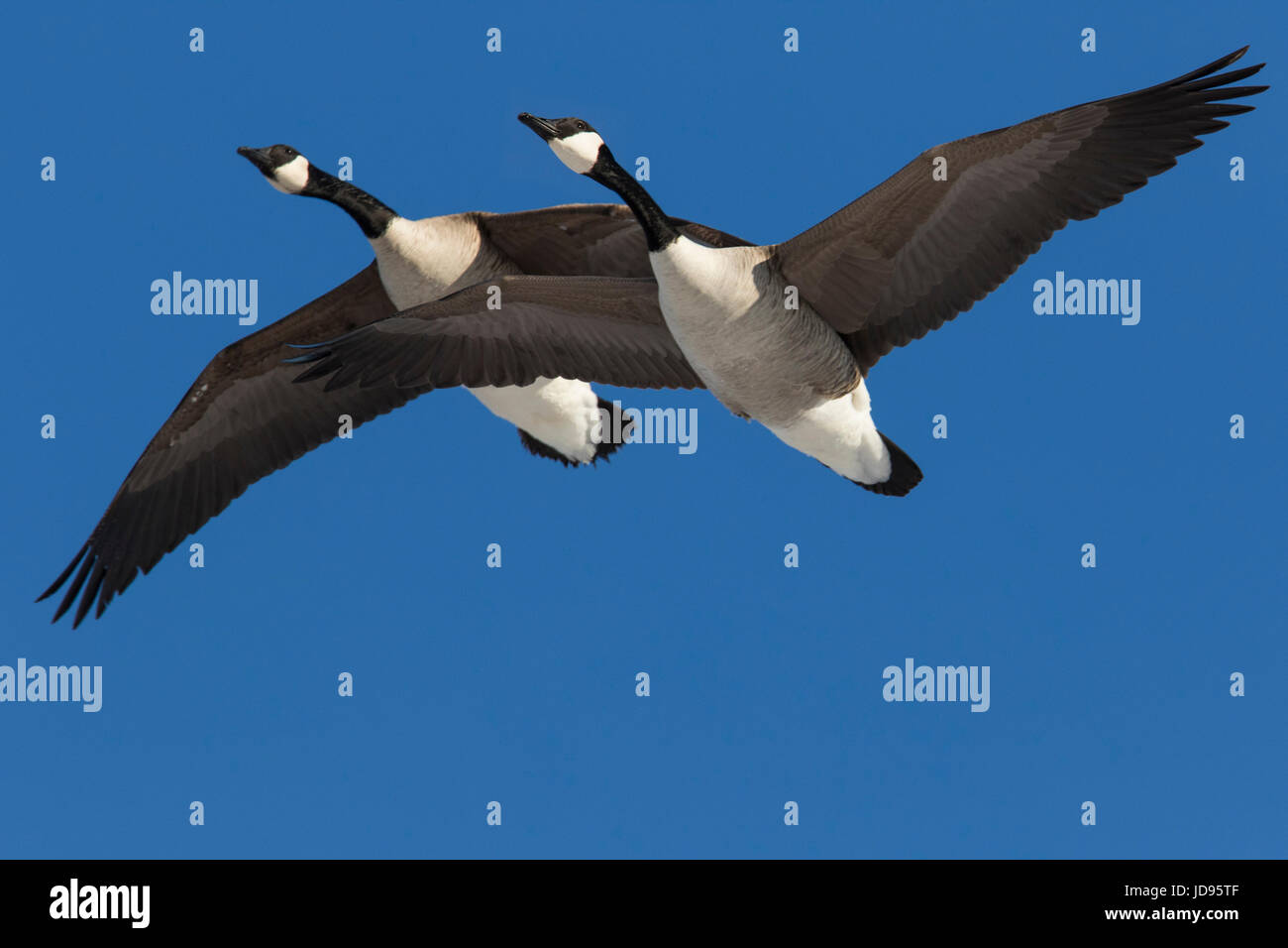 Spring goose hi-res stock photography and images - Alamy