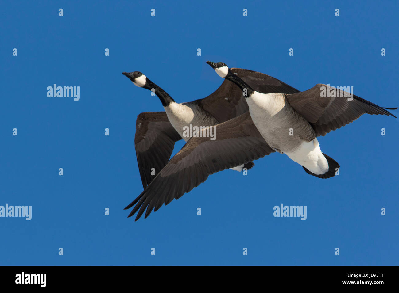 Spring goose hi-res stock photography and images - Alamy