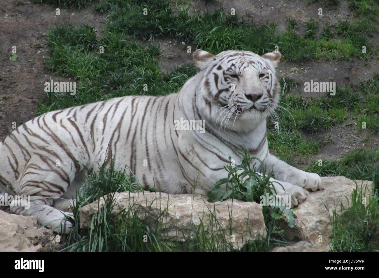 Laughing tiger hi-res stock photography and images - Alamy