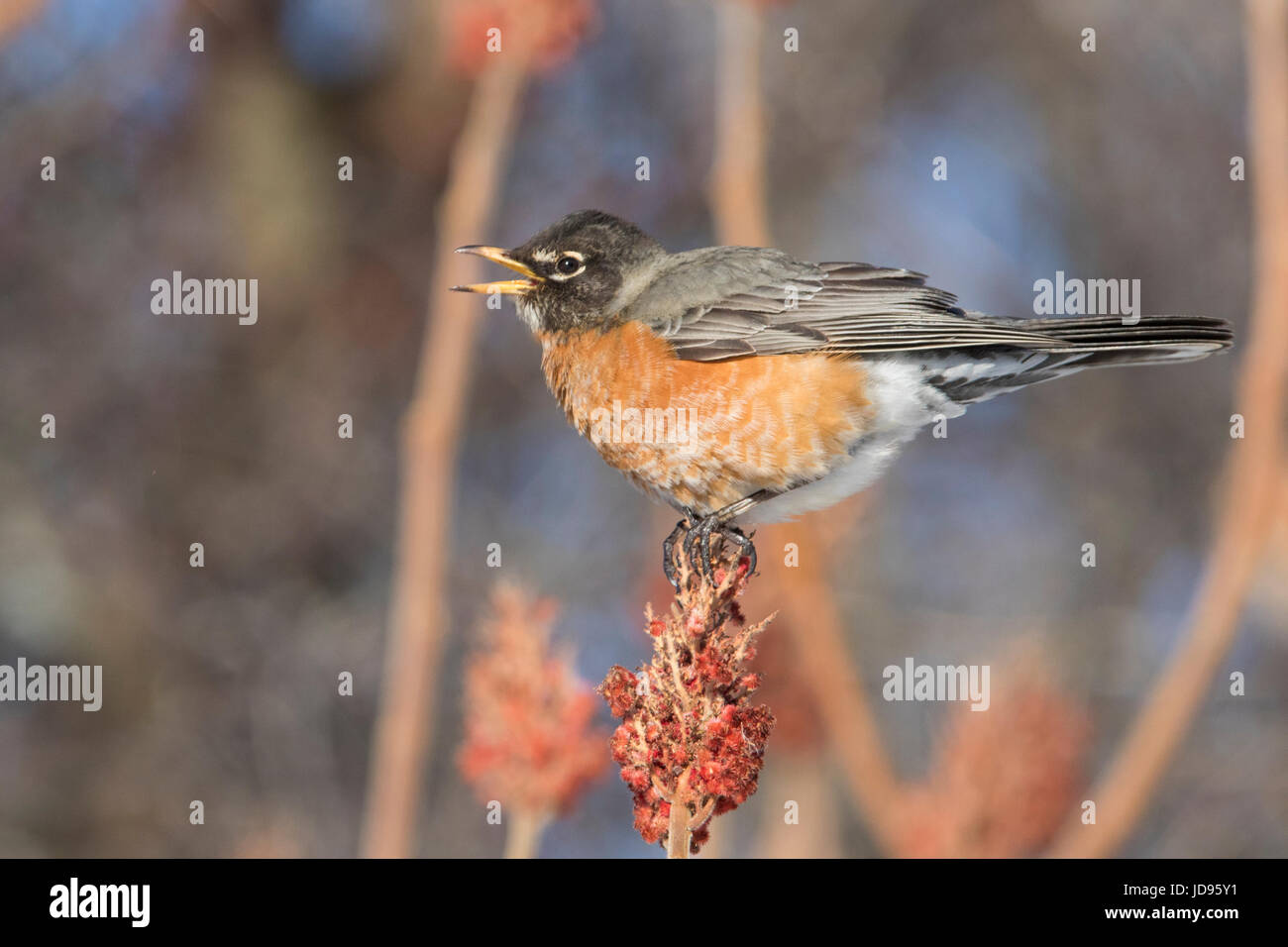 American robin in spring Stock Photo - Alamy