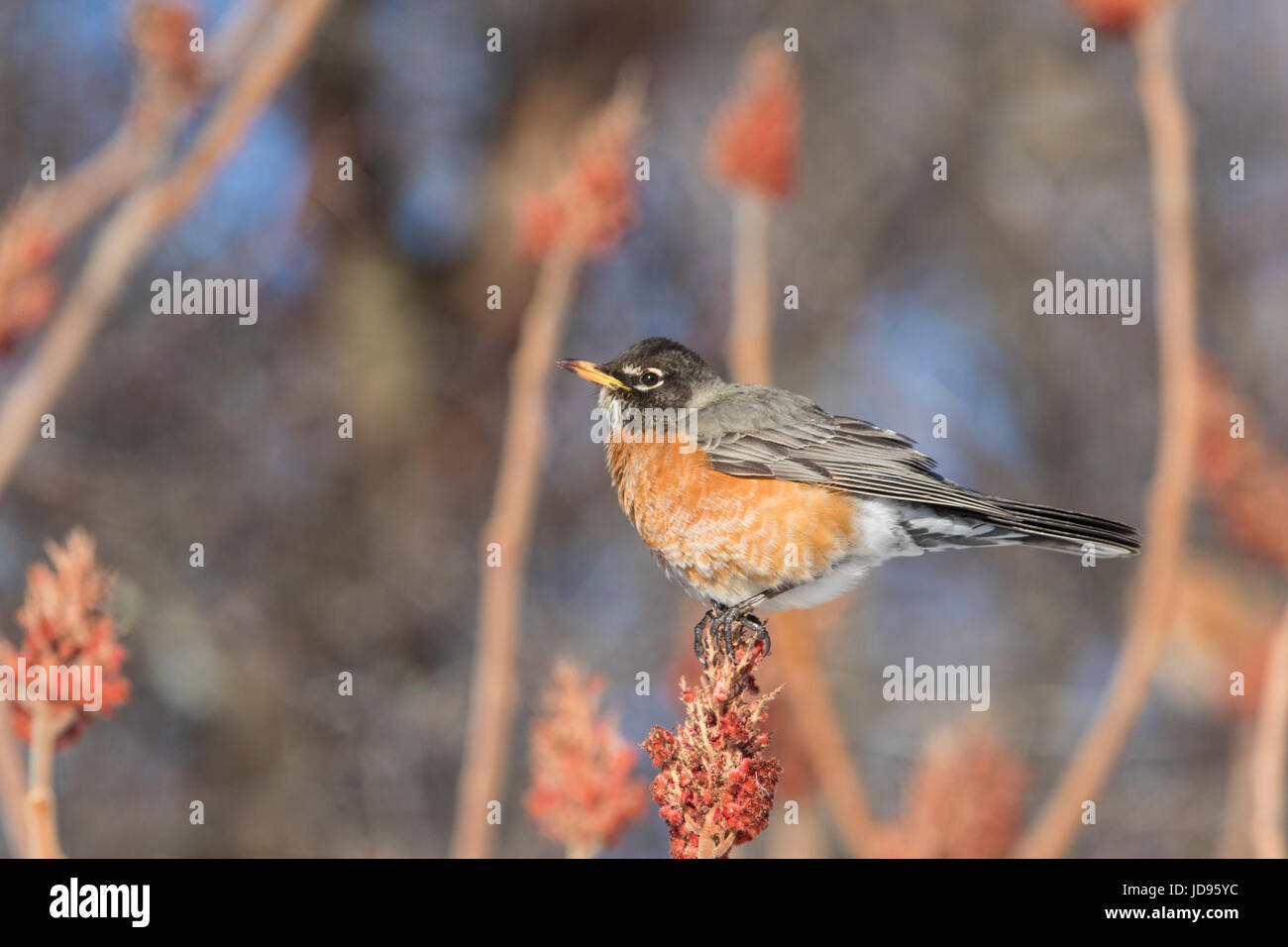 American robin in spring Stock Photo - Alamy