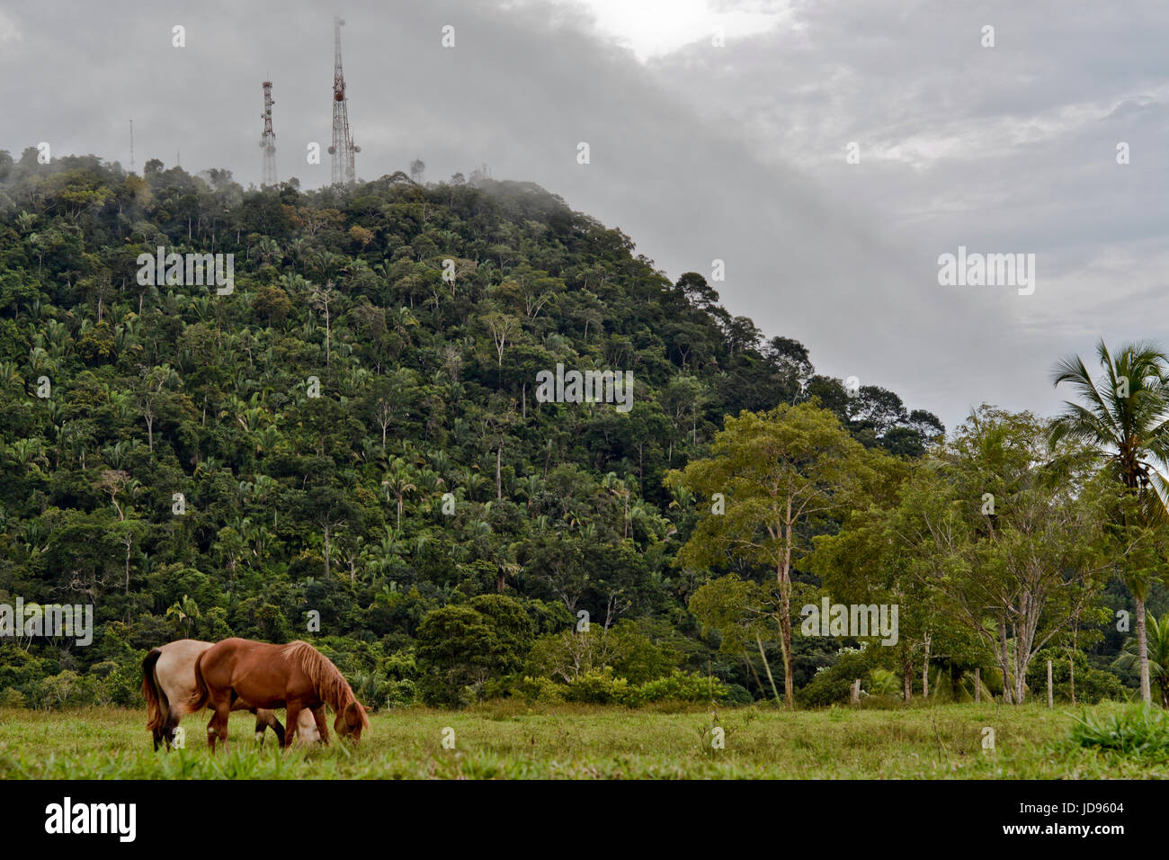 Ecological Park Chico Mendes in Rondônia Brazil Stock Photo - Alamy