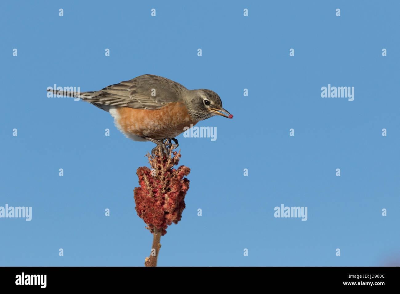 American robin in spring Stock Photo - Alamy