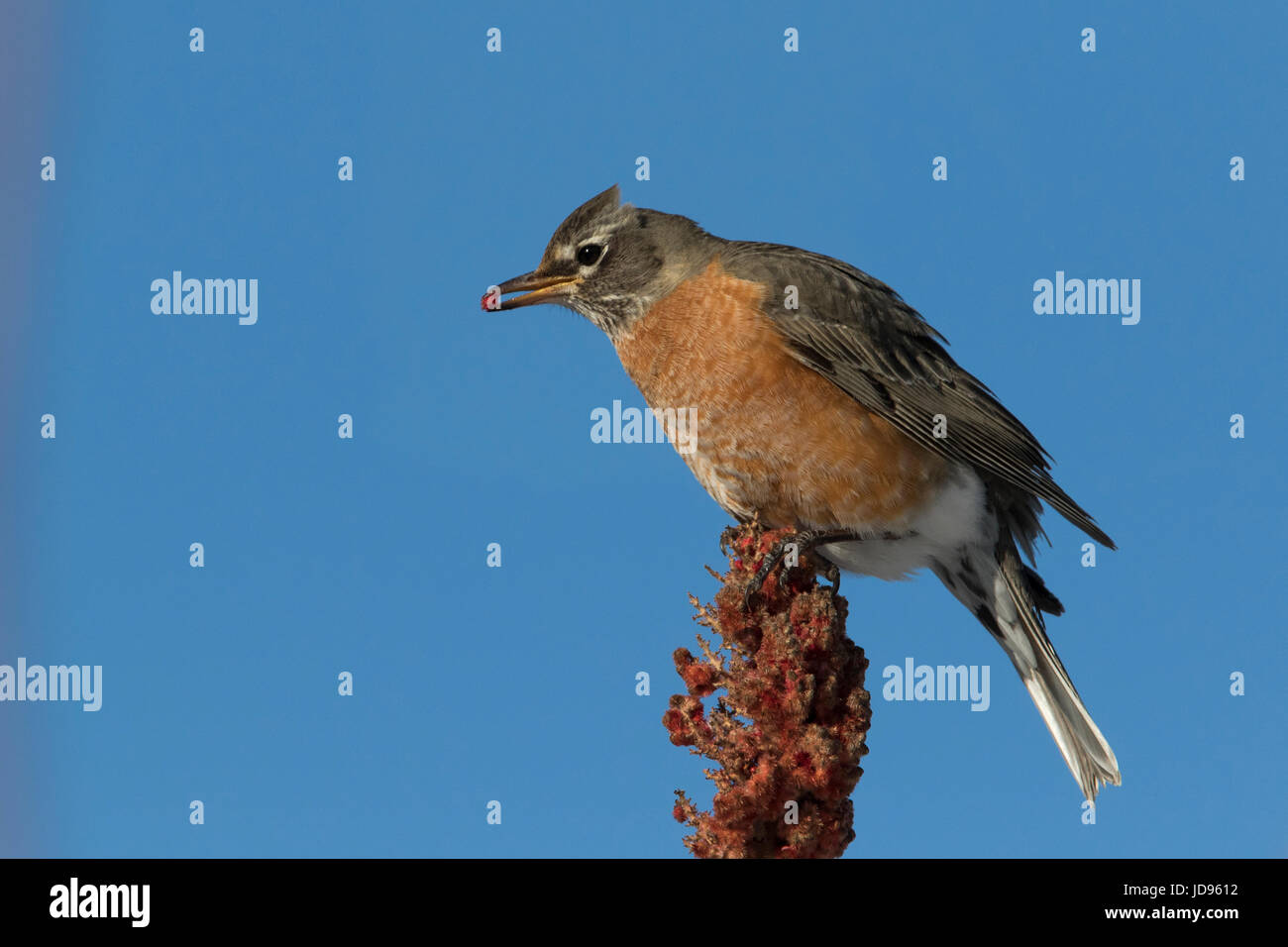 American robin in spring Stock Photo - Alamy