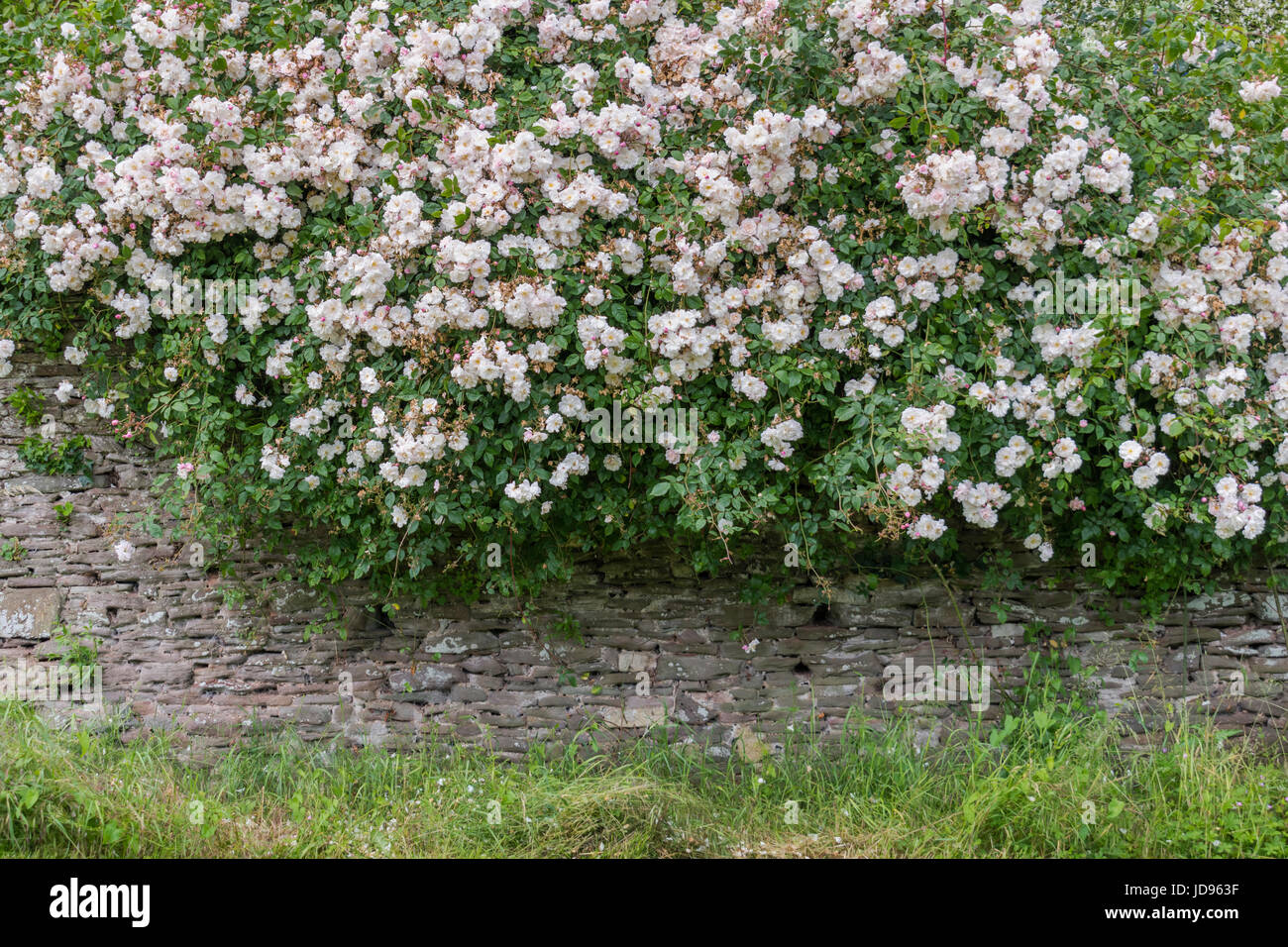 Climbing rose wall hi-res stock photography and images - Alamy