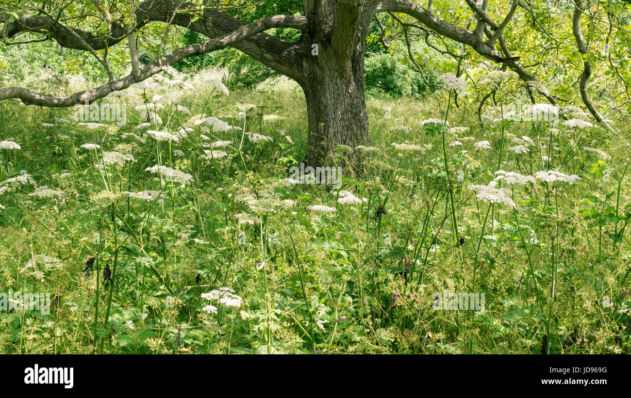 Cow parsley growing under trees Stock Photo - Alamy