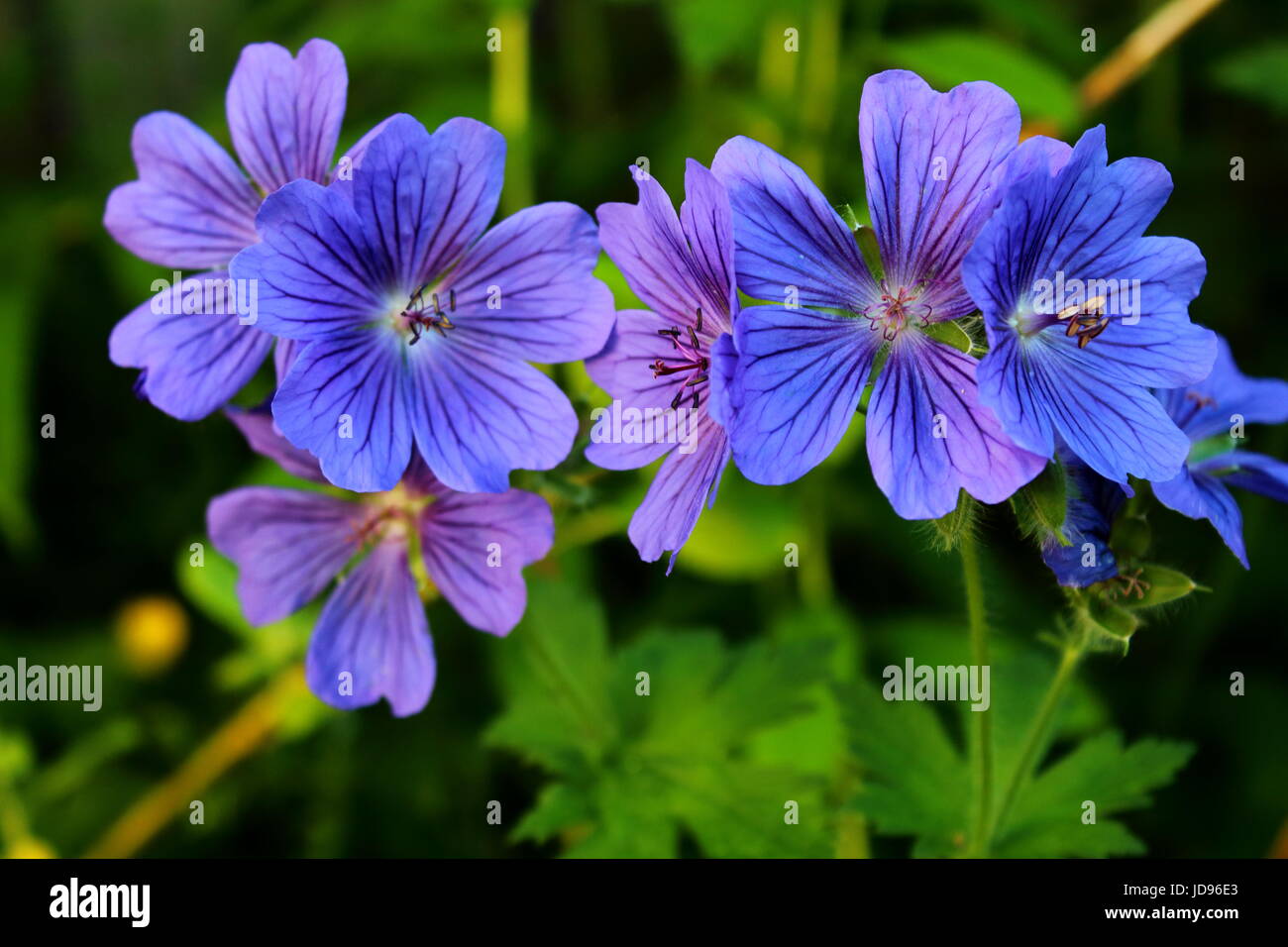 Blue Geranium flowers Stock Photo - Alamy