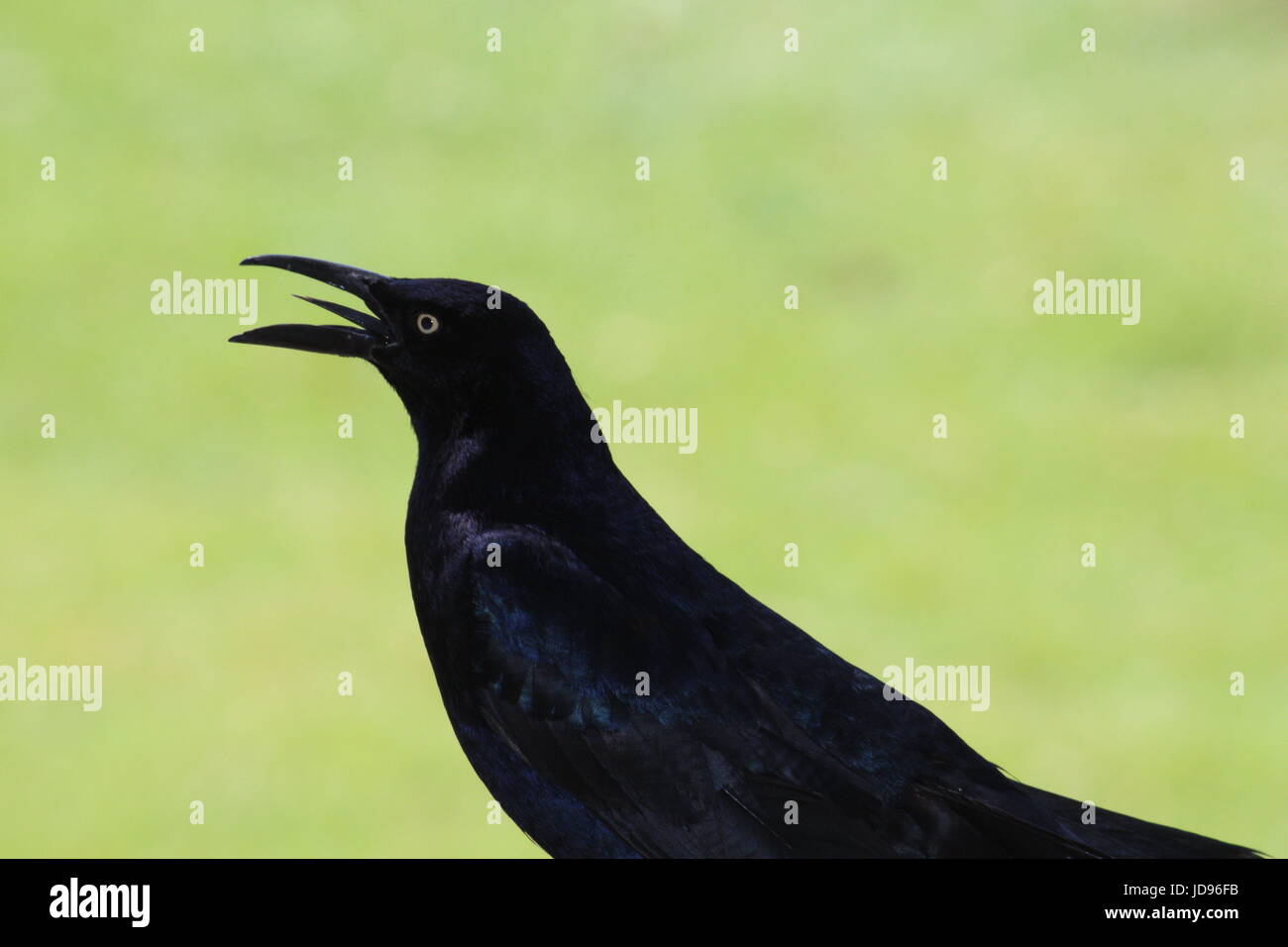 Arizona raven hi-res stock photography and images - Alamy