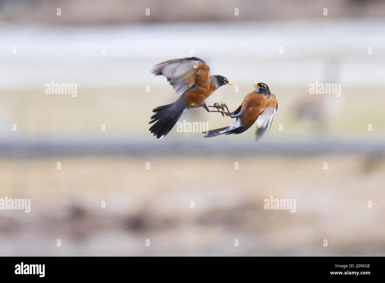 American robin in spring Stock Photo - Alamy