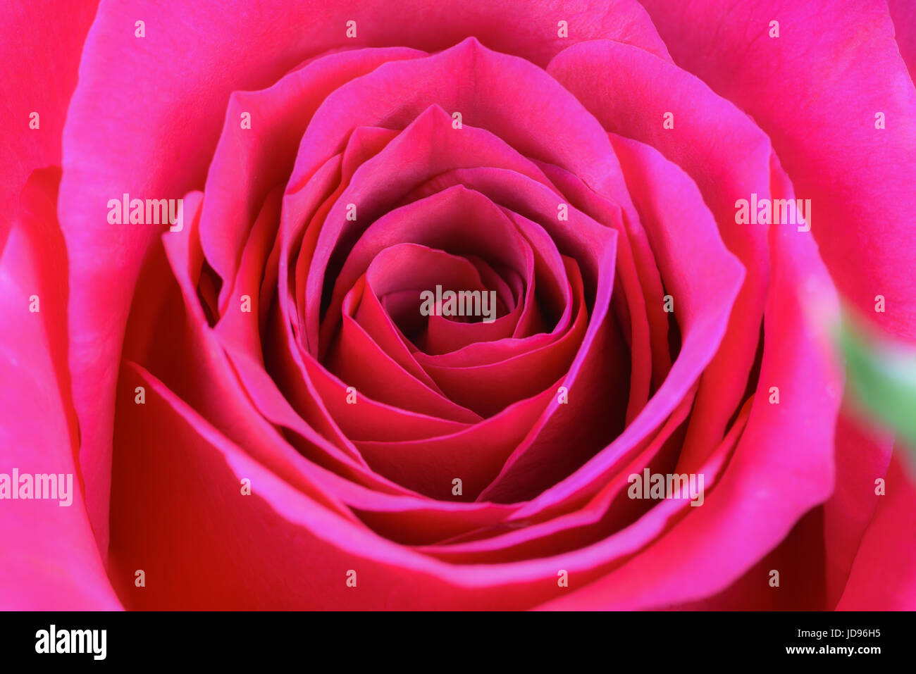 Close-up of the inside of a red rose Stock Photo - Alamy