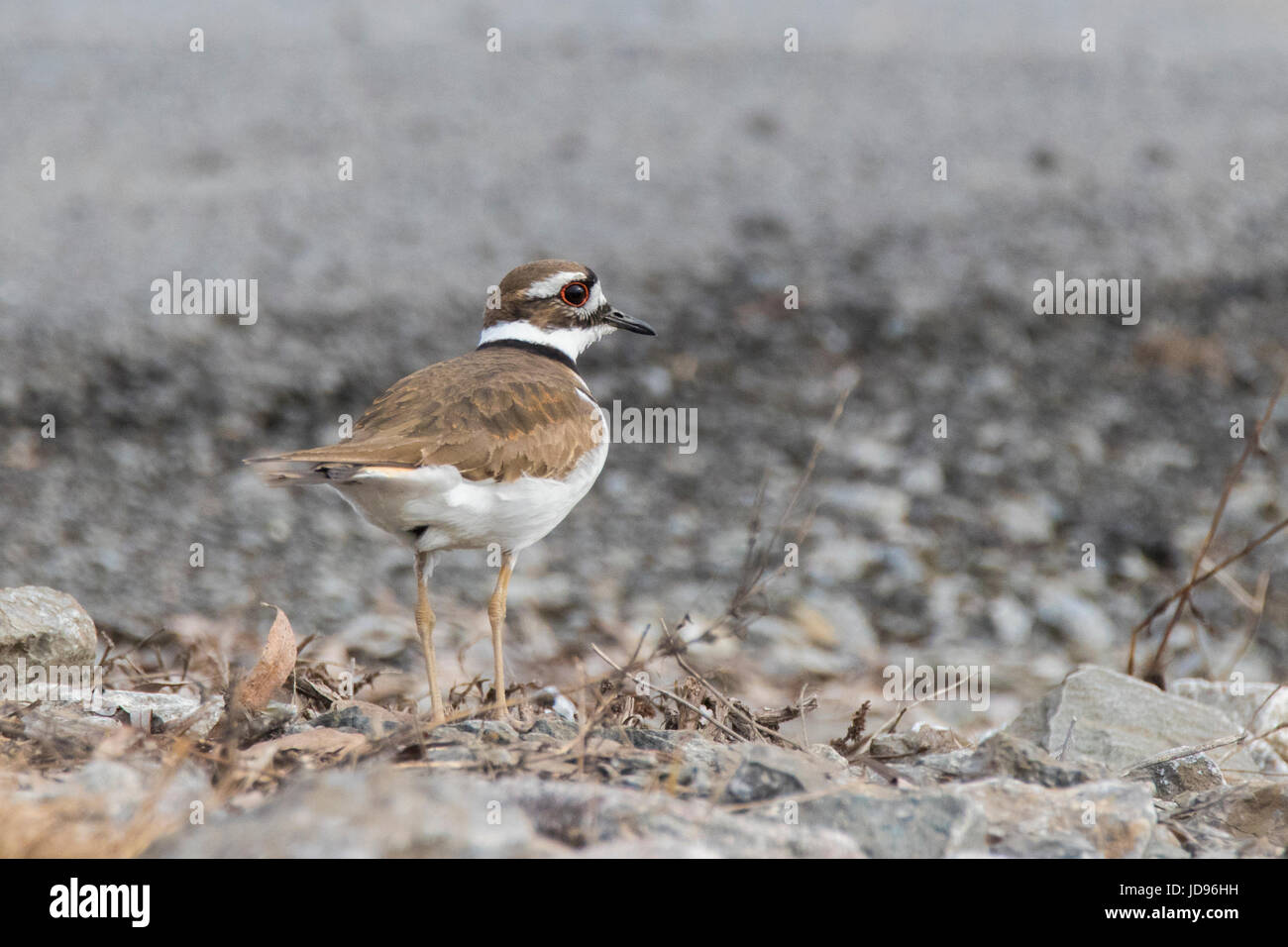 Baby killdeer hi-res stock photography and images - Alamy