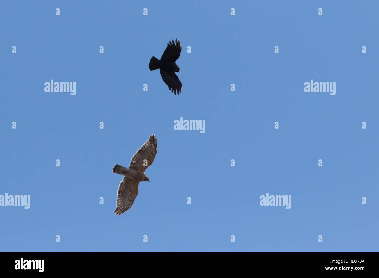 Red-shouldered Hawk vs American Crow Stock Photo - Alamy