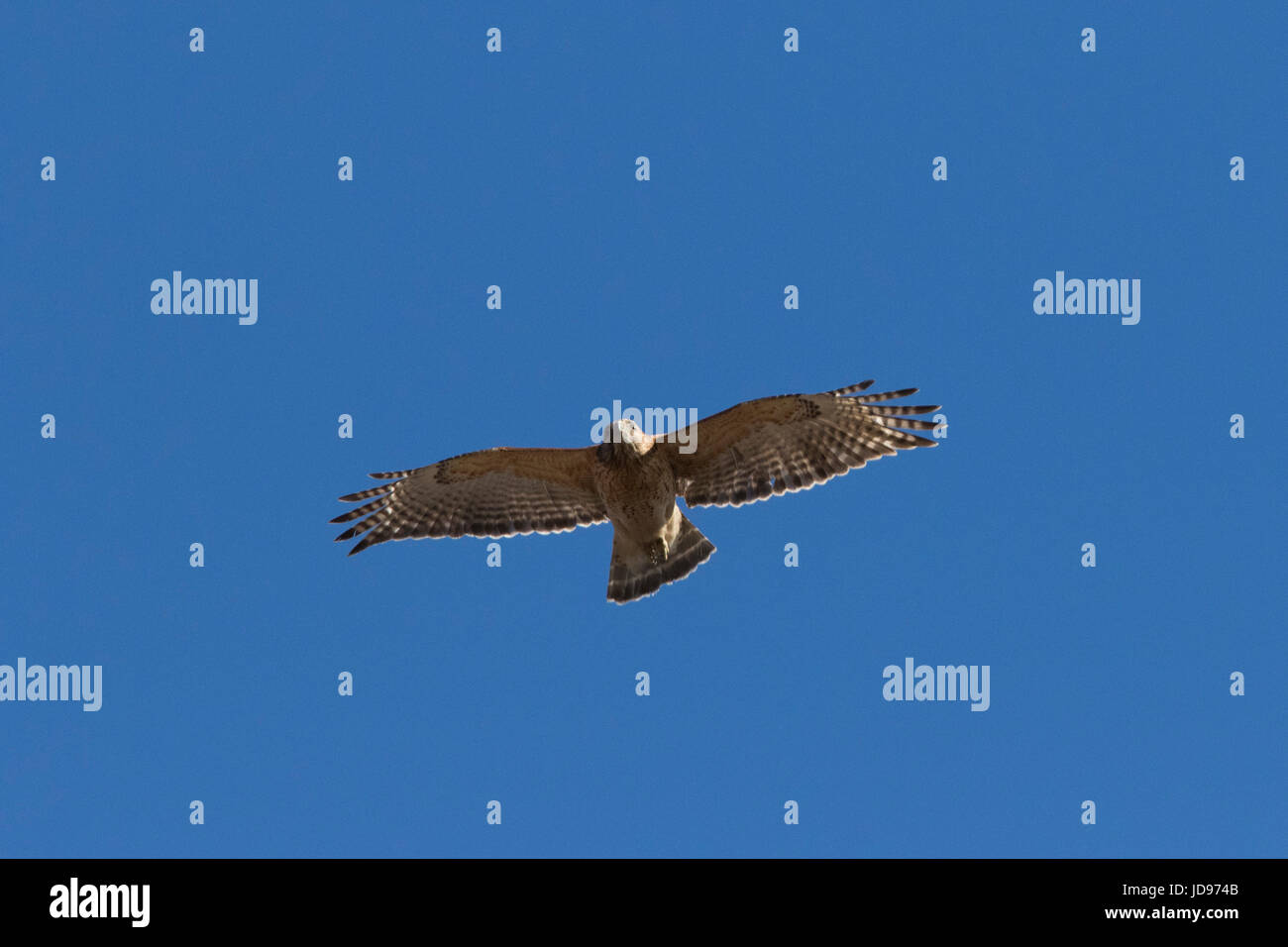 Red-shouldered Hawk in spring Stock Photo - Alamy