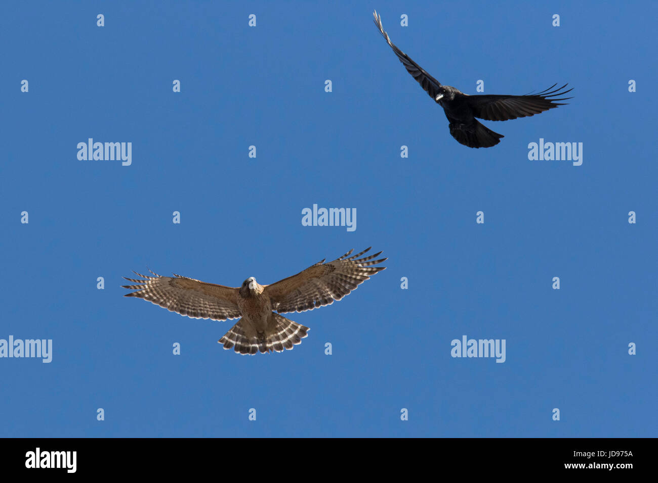 Red-shouldered Hawk vs American Crow Stock Photo - Alamy