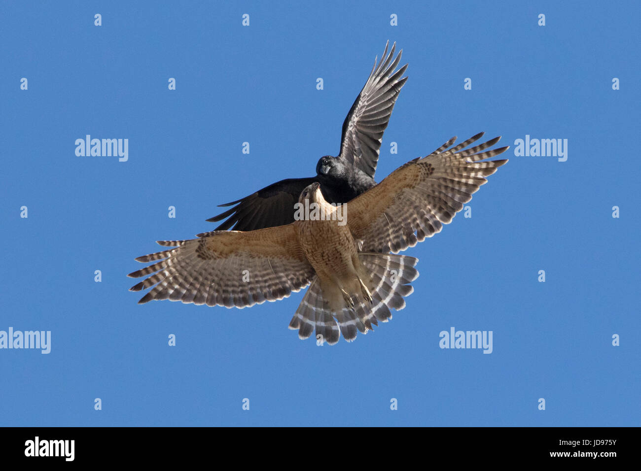 Red-shouldered Hawk vs American Crow Stock Photo - Alamy