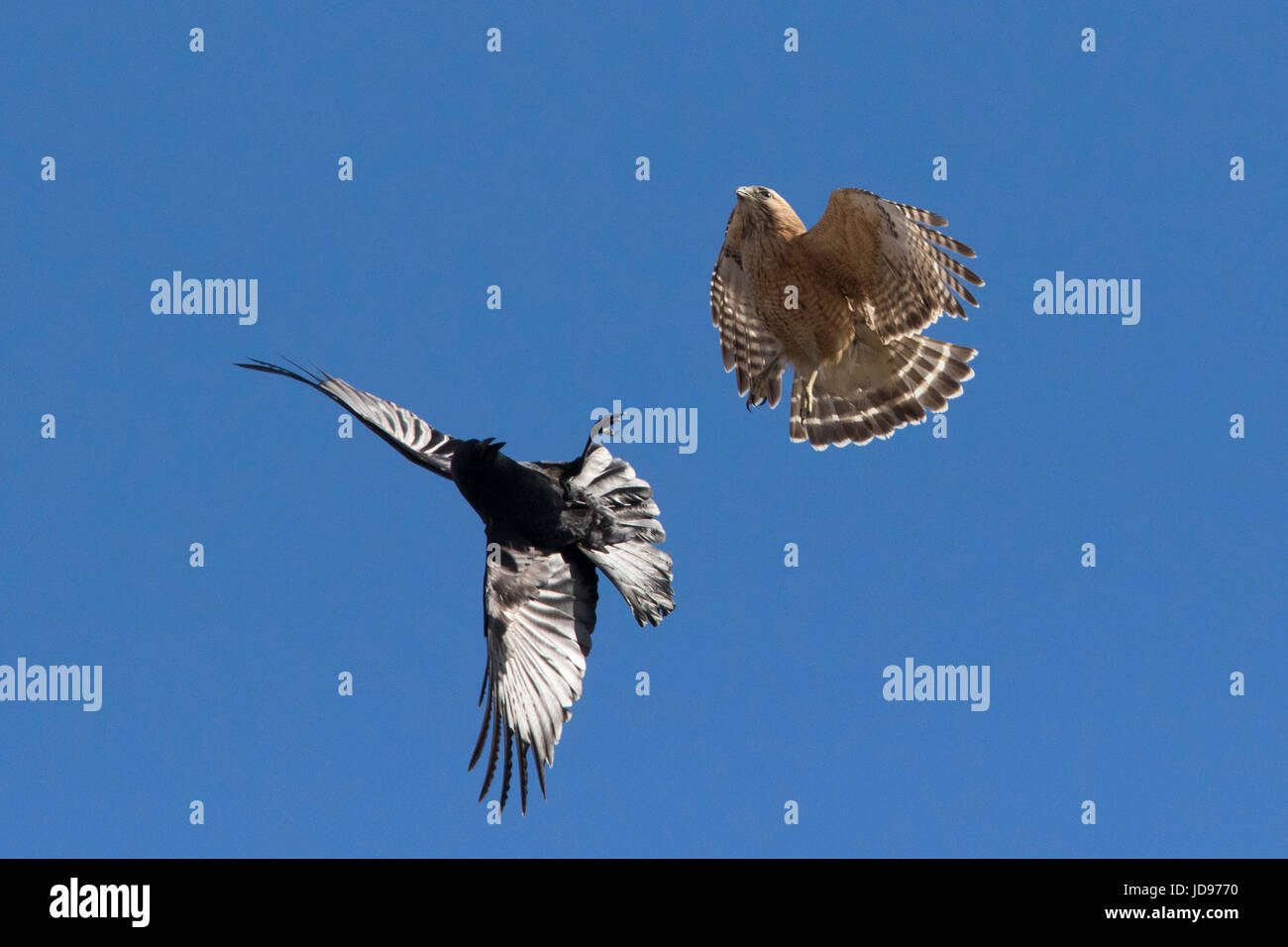 Red-shouldered Hawk vs American Crow Stock Photo - Alamy