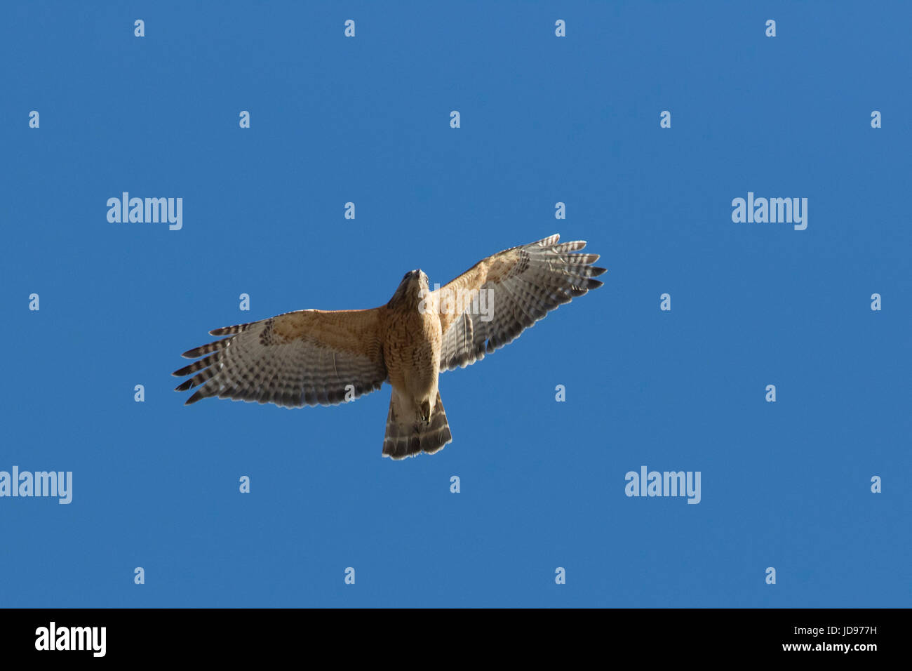 Red-shouldered Hawk in spring Stock Photo - Alamy