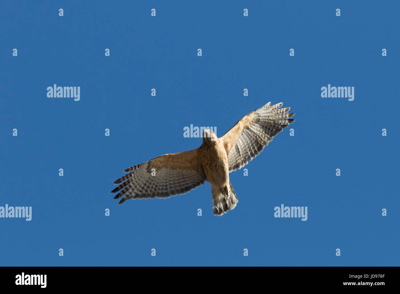Red-shouldered Hawk in spring Stock Photo - Alamy