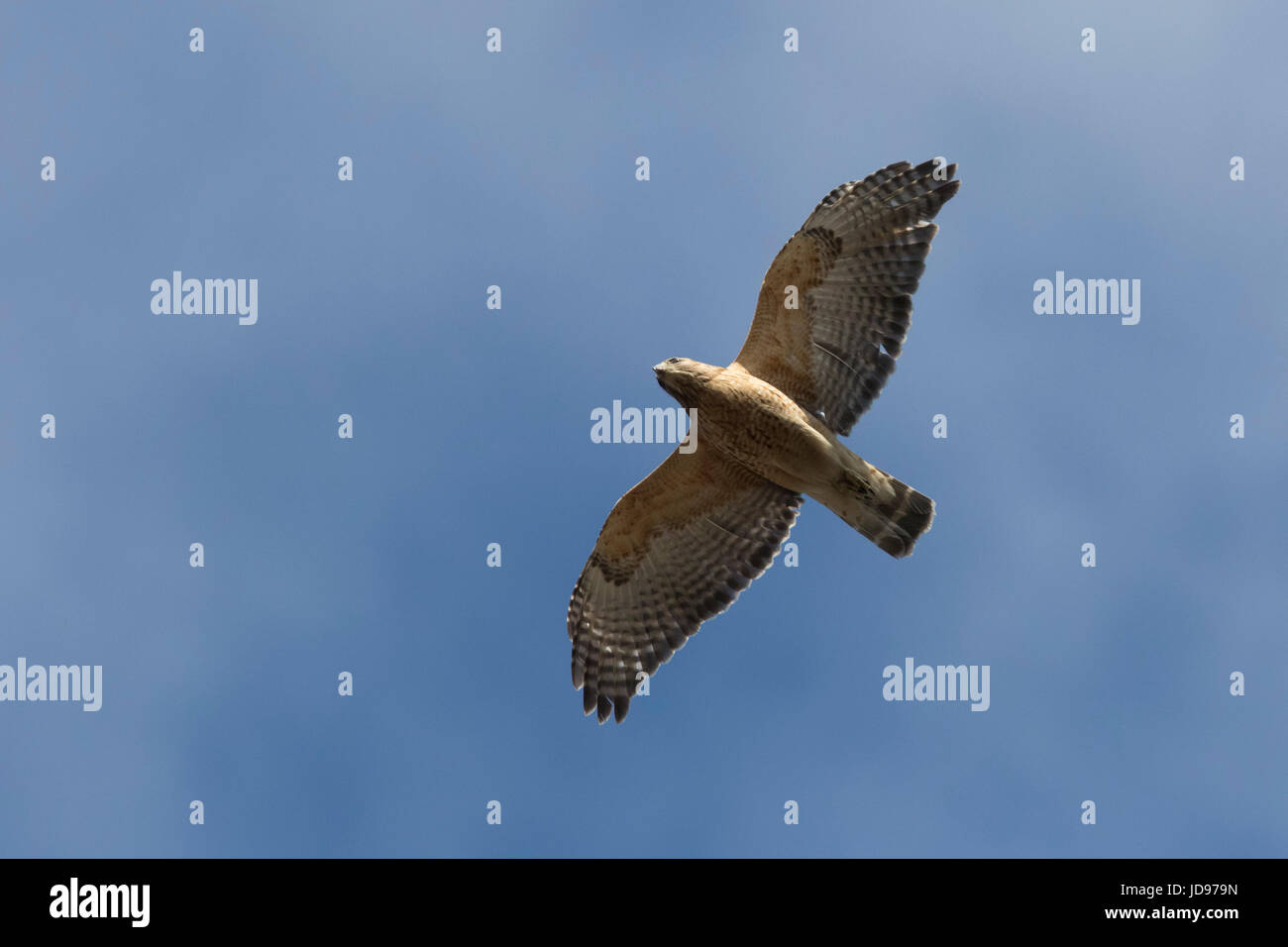Red-shouldered Hawk in spring Stock Photo - Alamy