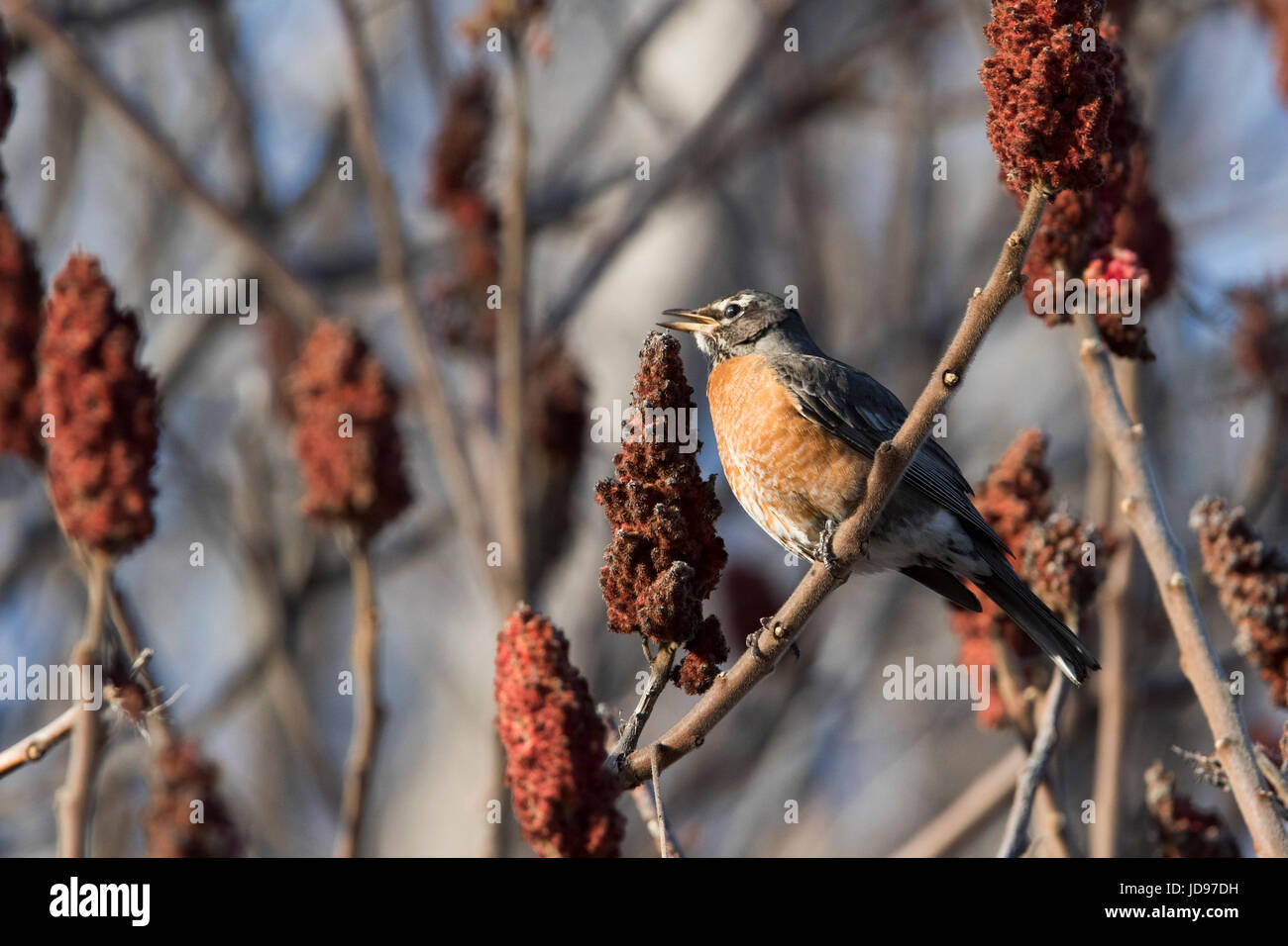 American robin beautiful bird hi-res stock photography and images - Alamy