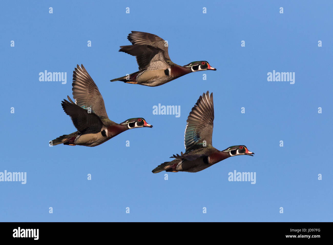 wood ducks in spring Stock Photo - Alamy