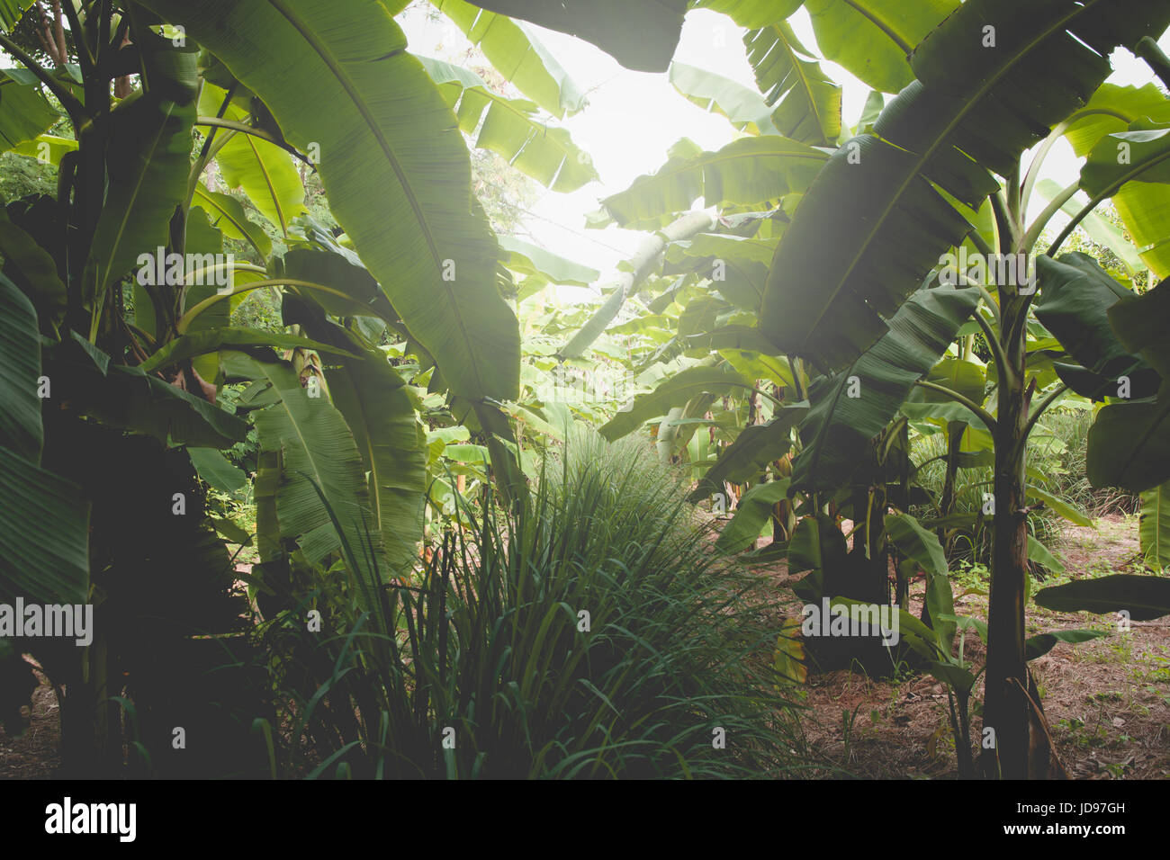 Banana tree with bunch of growing ripe green bananas. Banana trees in ...