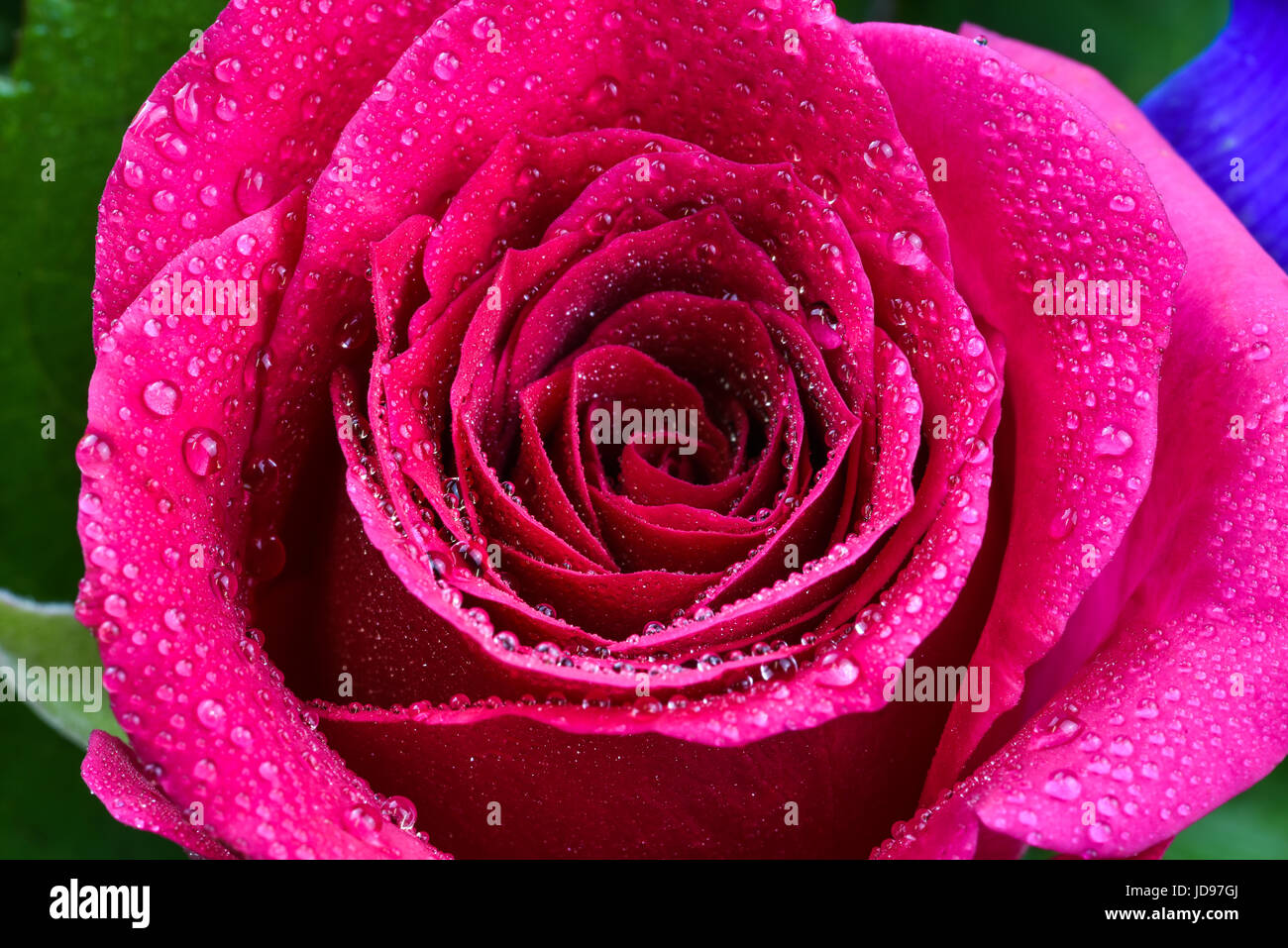 Close-up of the inside of a red rose with rain drops effect Stock Photo ...
