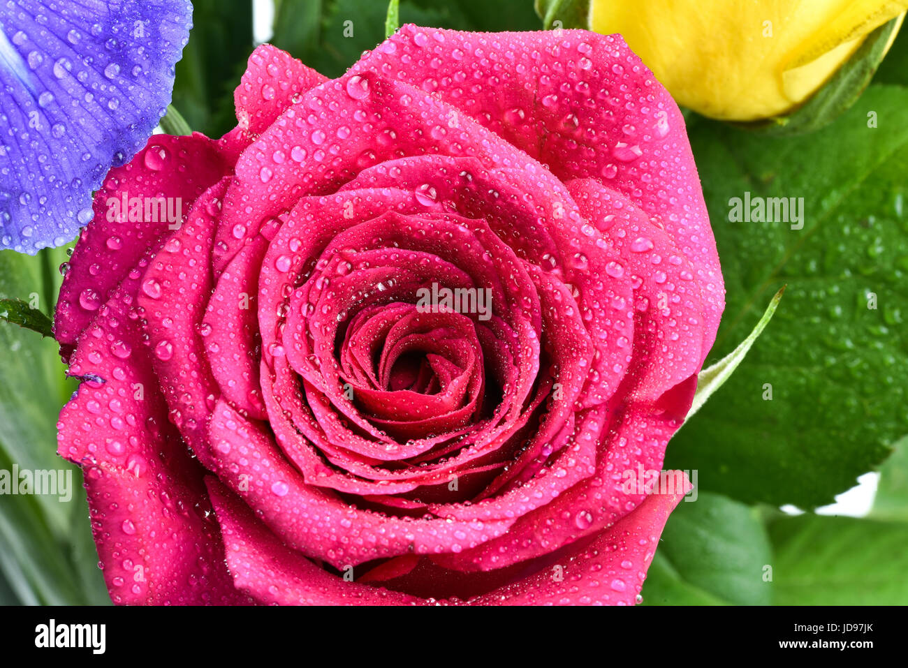 Close-up of the inside of a red rose with rain drops effect Stock Photo ...