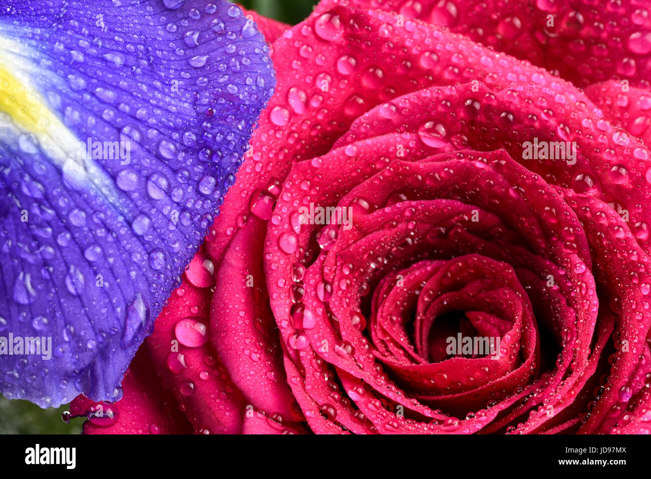 Close-up of the inside of a red rose with rain drops effect Stock Photo ...