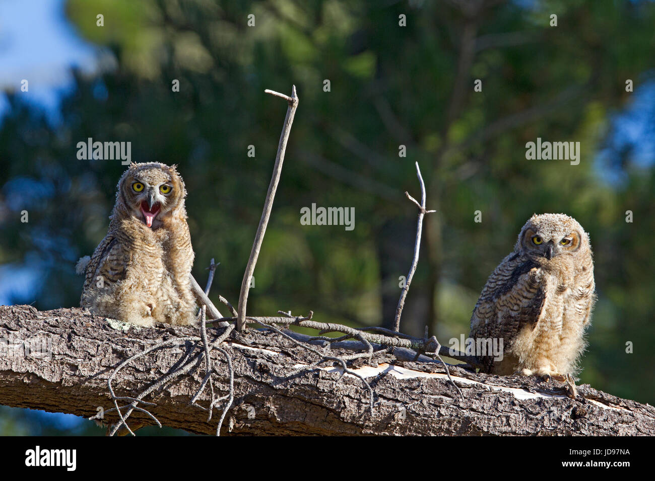 Great horned Owl Fledgling Stock Photo - Alamy