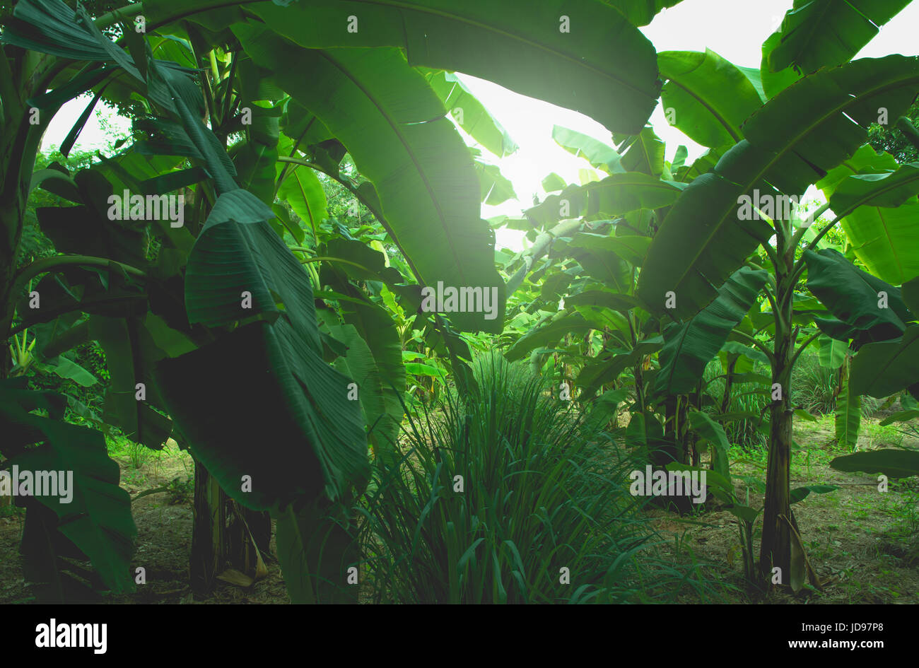 Banana tree with bunch of growing ripe green bananas. Banana trees in ...