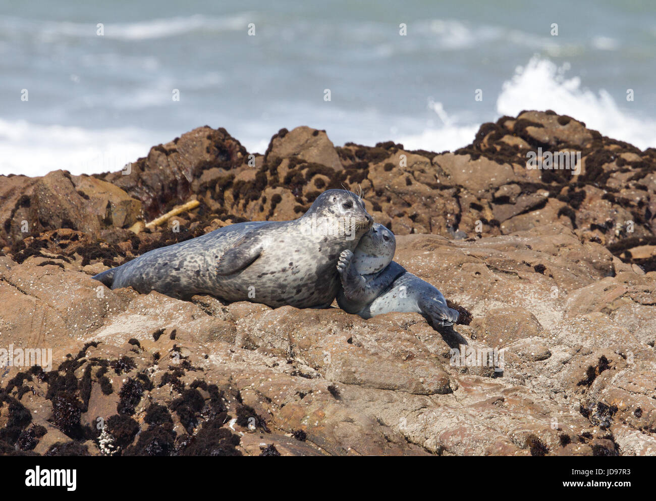 Harbour Seal Adult And Pup Hauled Out On Rocks High Resolution Stock ...
