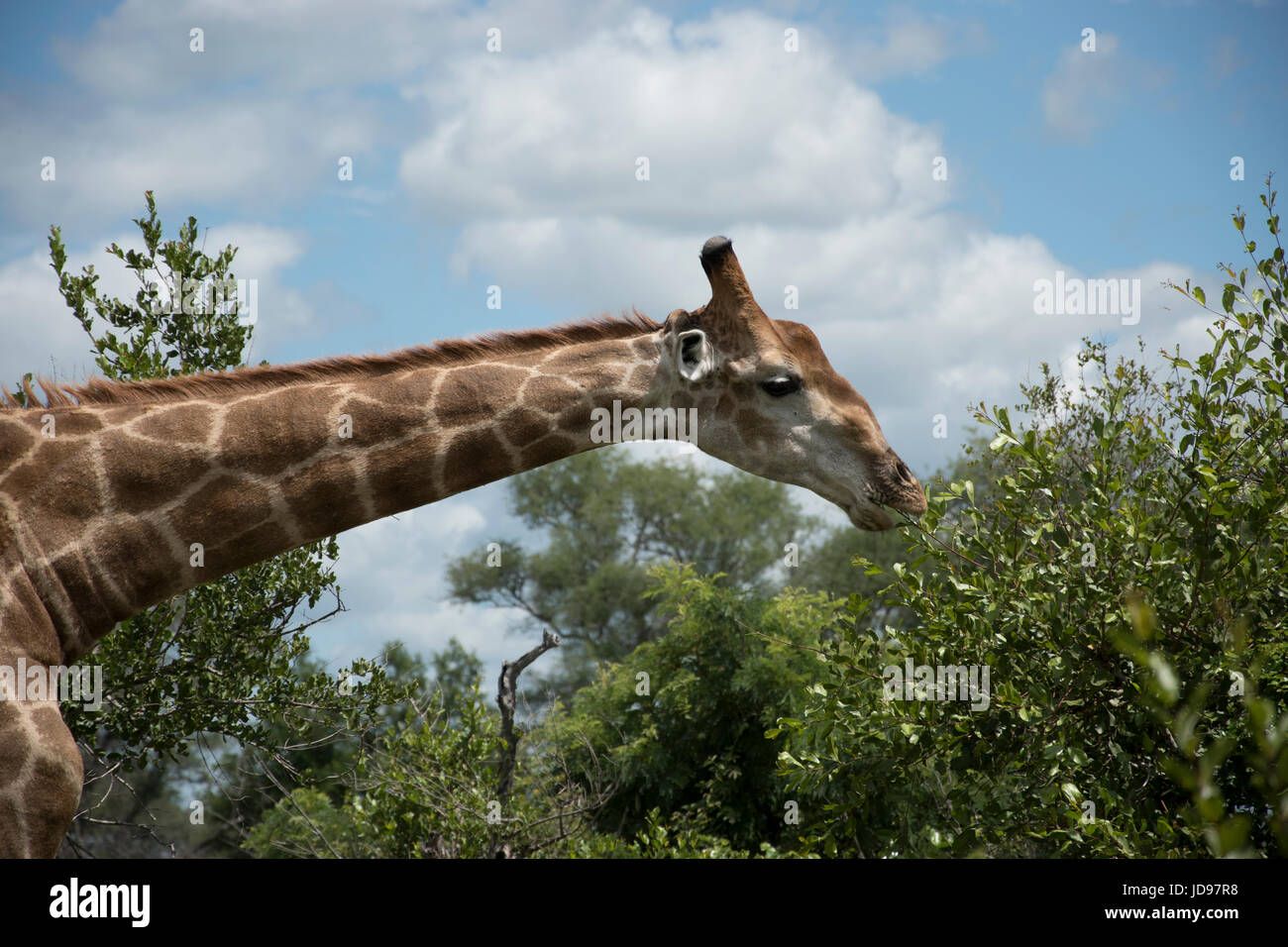 Eating giraffe portrait Stock Photo - Alamy