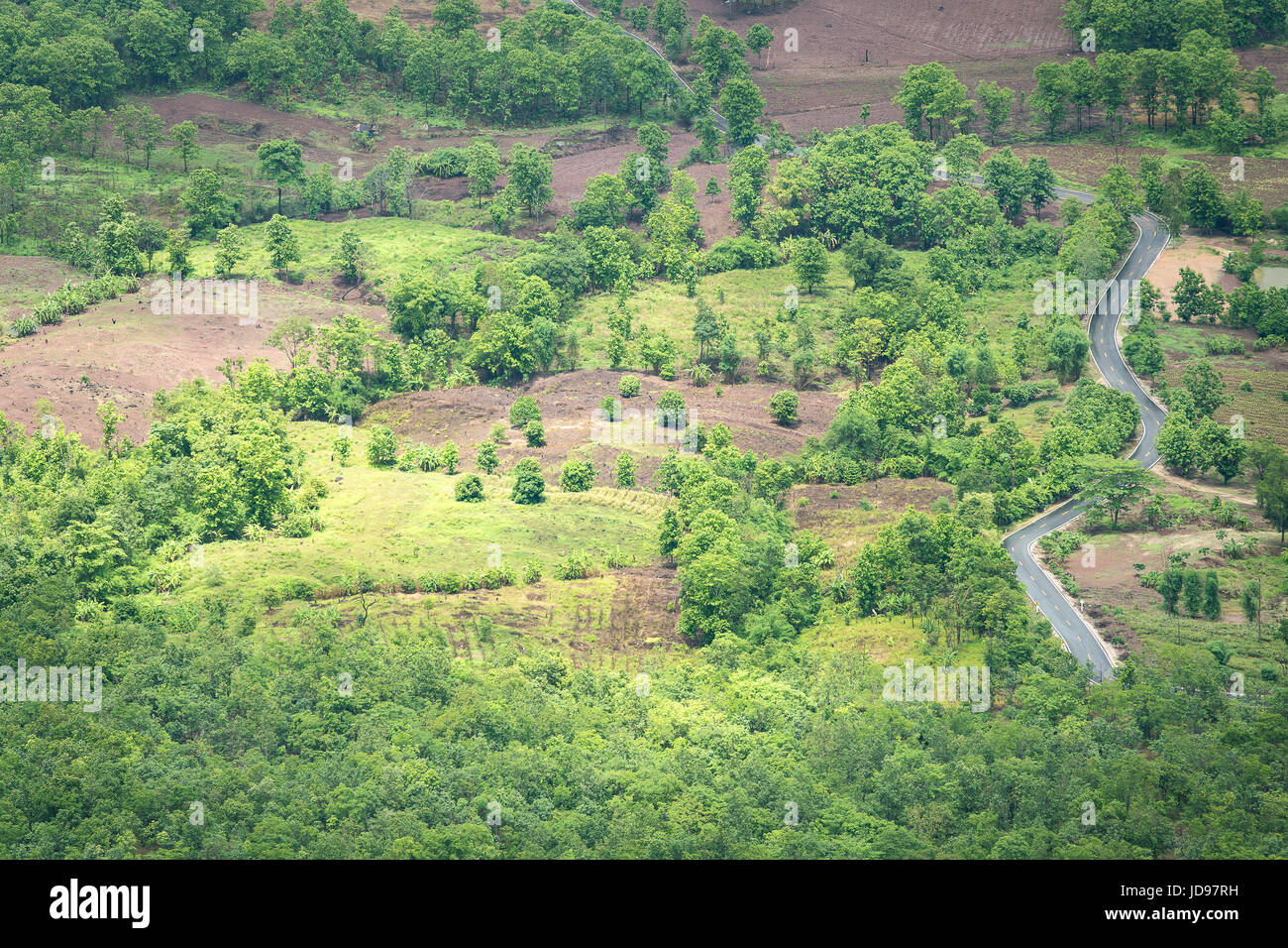 Panorama view of green land with sunlight covered by tree and bush ...