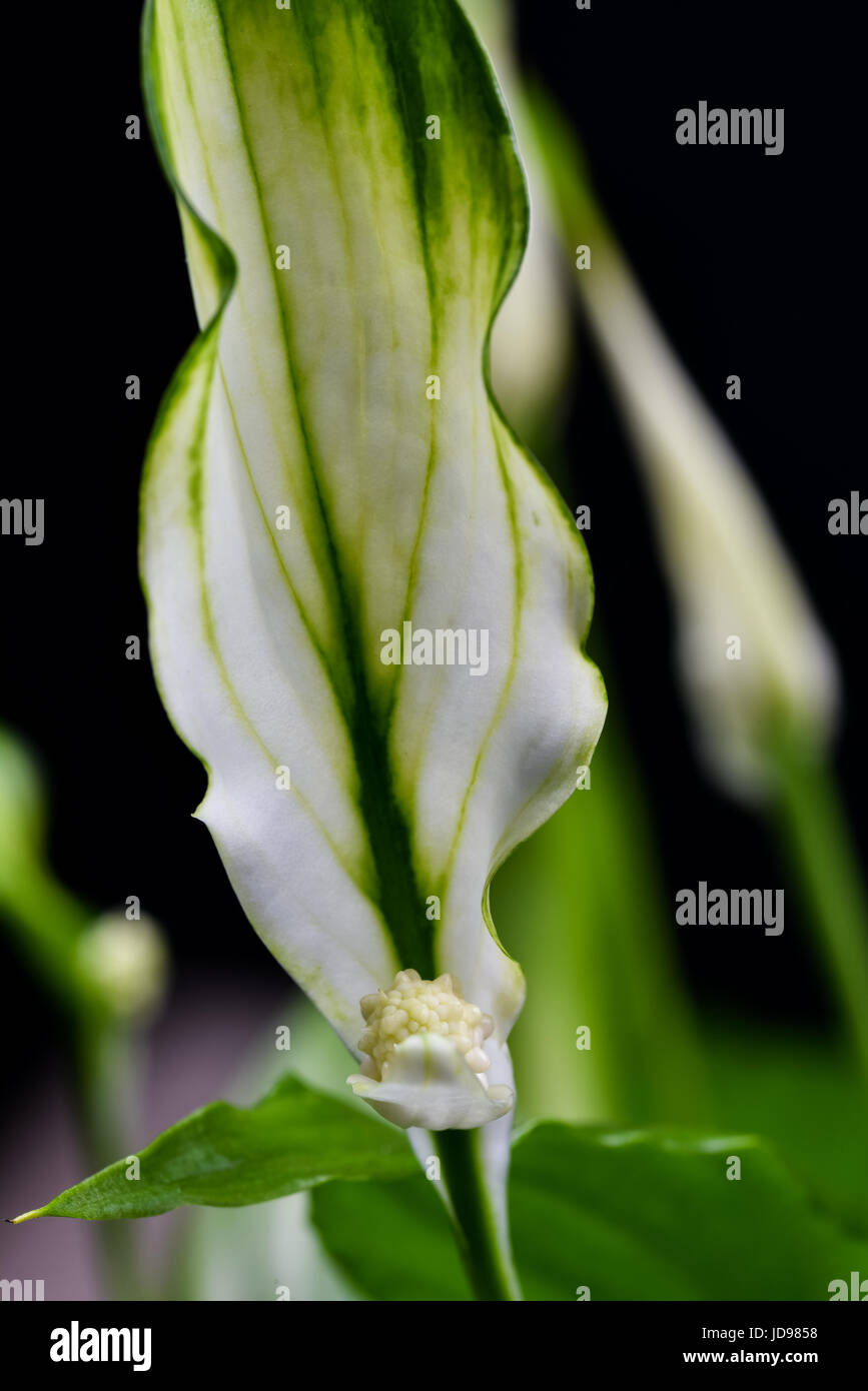 Watercolor white flowers of callas in close up Stock Photo - Alamy