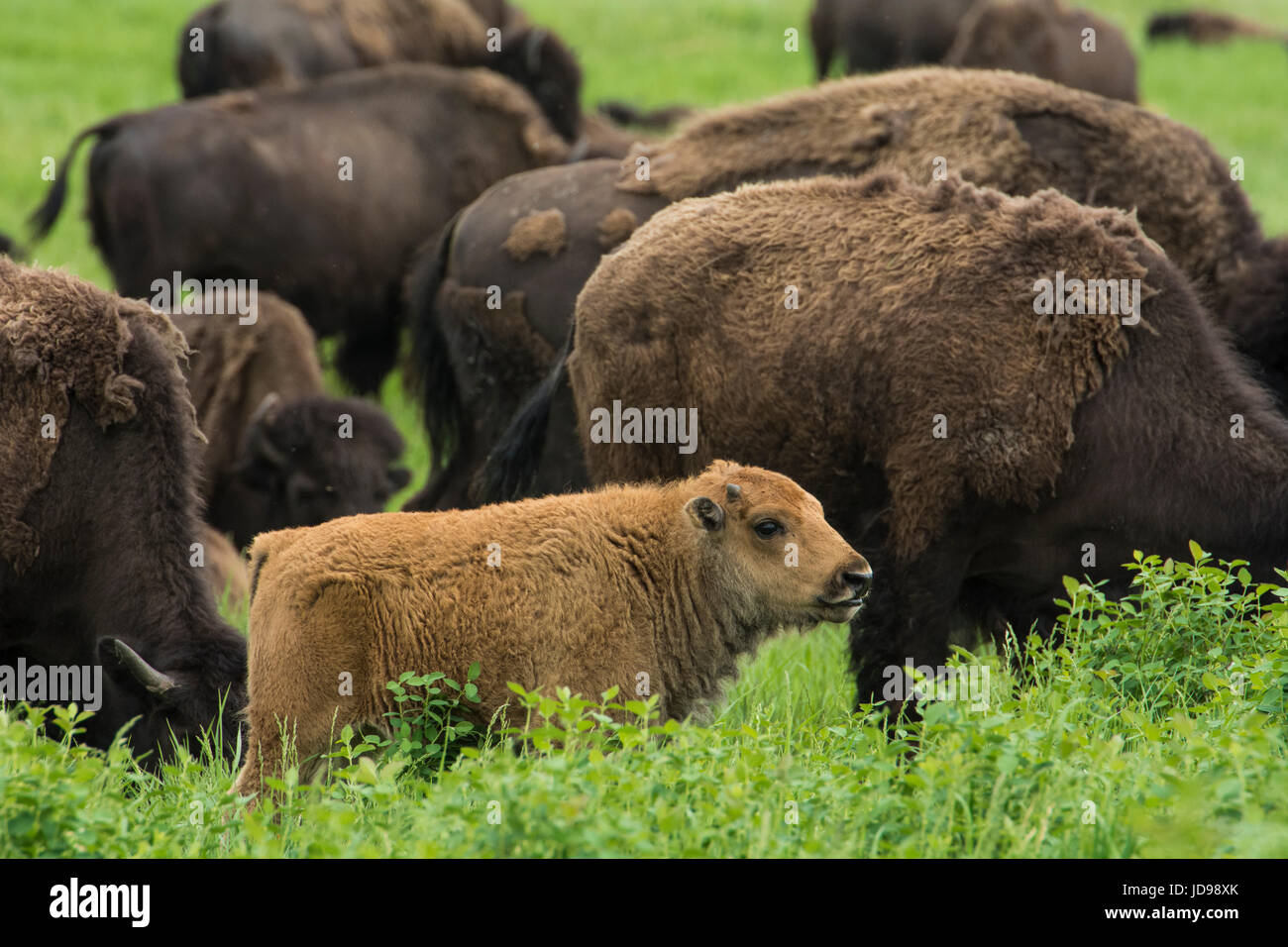 Bison Calf in Elk Island National Park, Alberta, Canada Stock Photo - Alamy