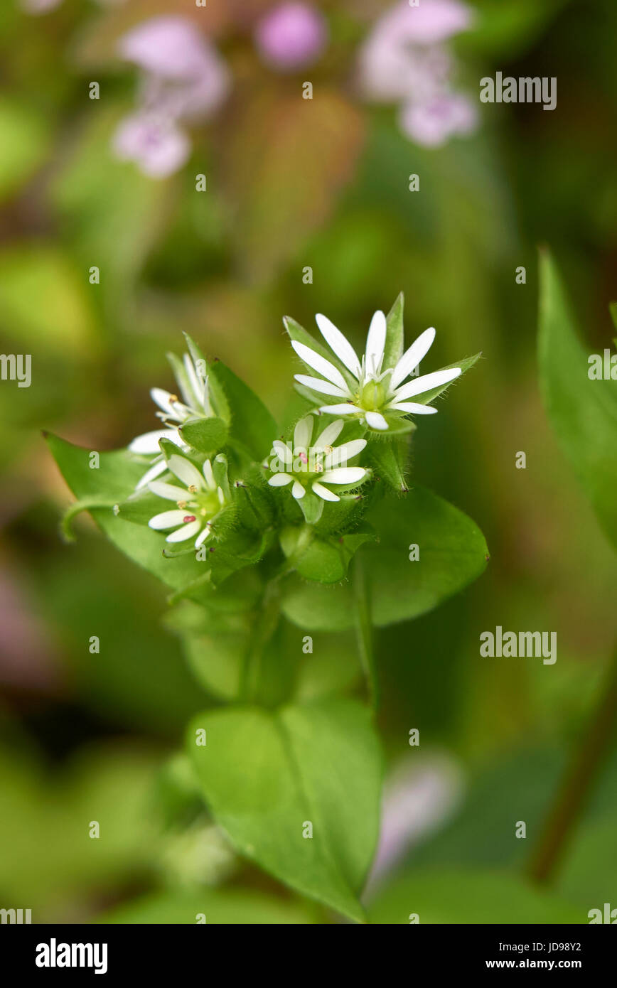 Stellaria media winter hi-res stock photography and images - Alamy
