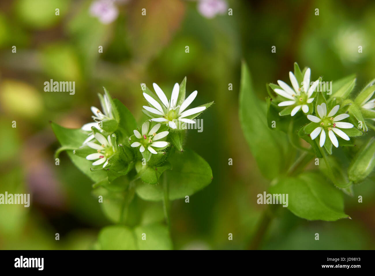 Stellaria media winter hi-res stock photography and images - Alamy