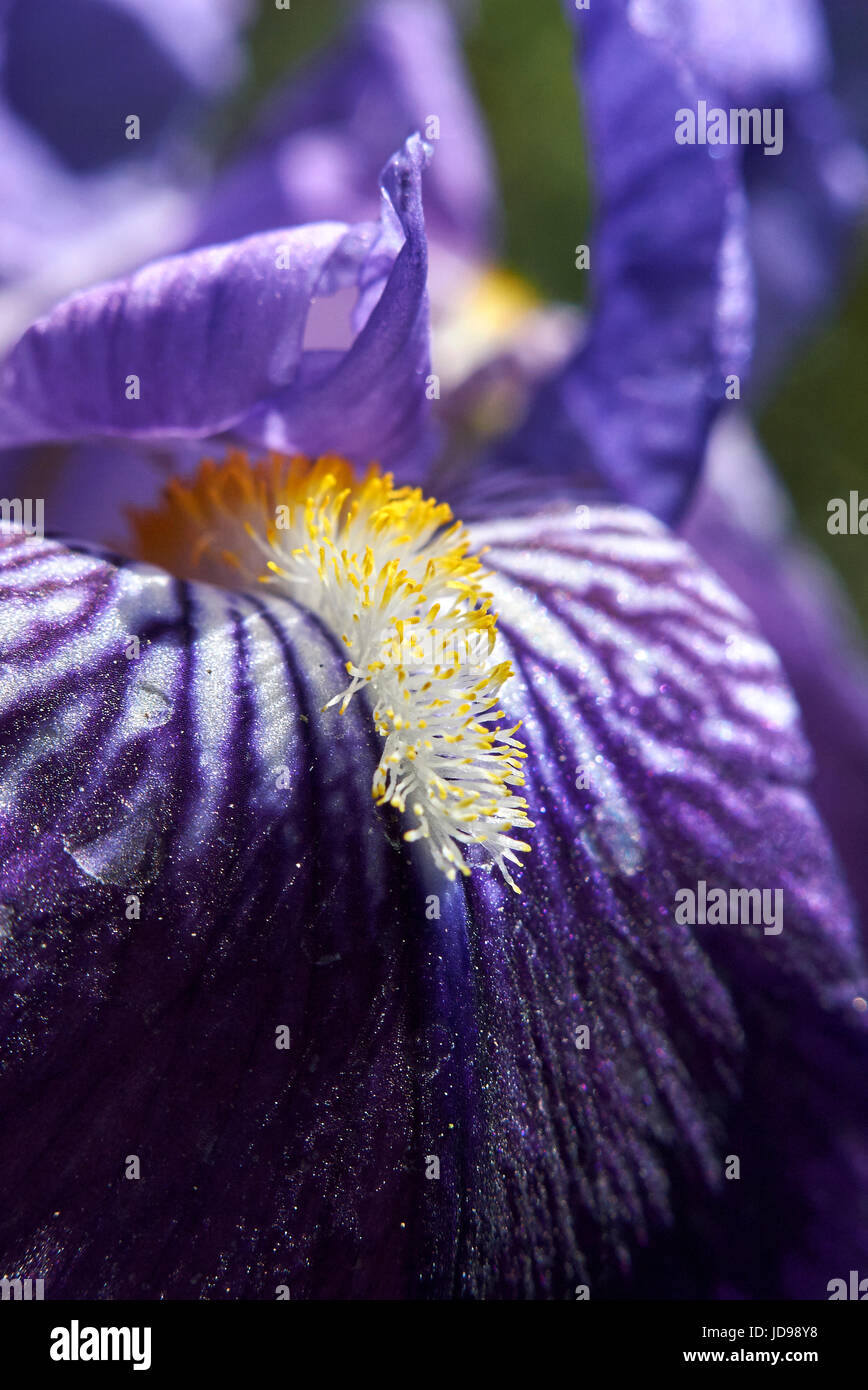 Multi colored iris hi-res stock photography and images - Alamy
