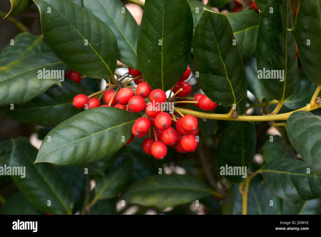 Holly leaf close up growing hi-res stock photography and images - Alamy