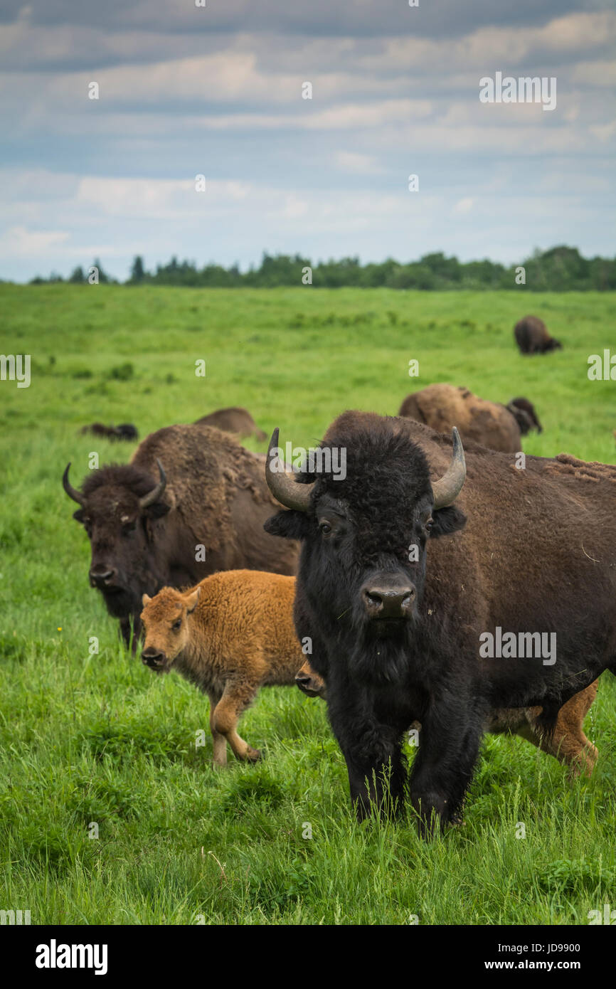 American Bison in Elk Island National Park, Alberta, Canada Stock Photo ...